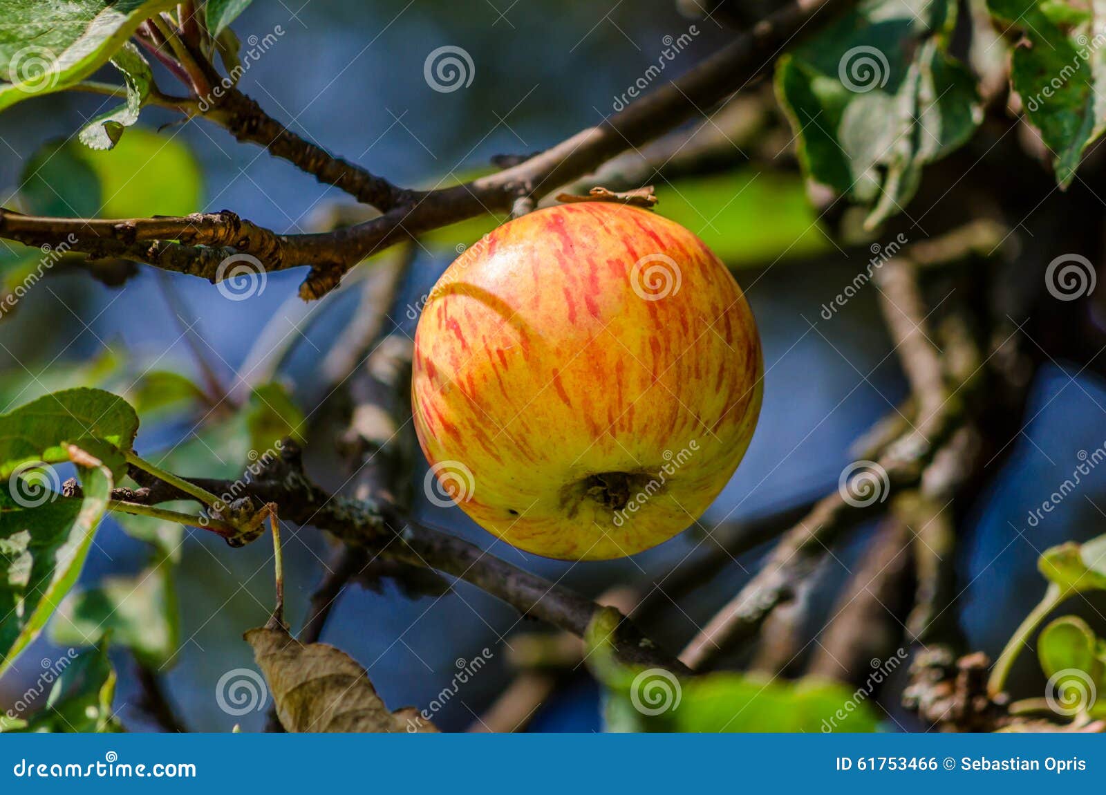 Idared apples stock photo. Image of idared, september - 61753466