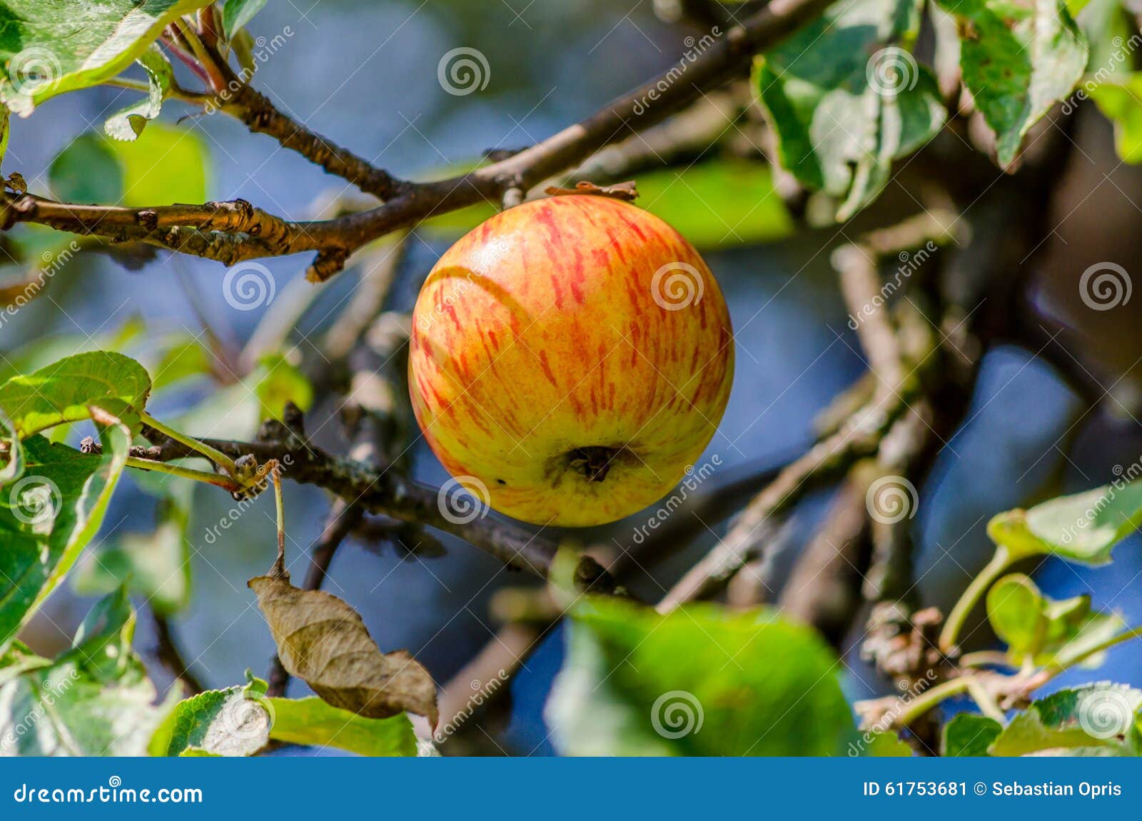 Idared apples stock image. Image of apple, arvense, blossom - 61753681