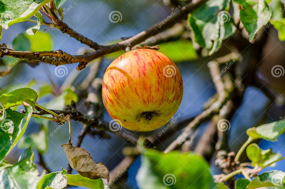 Idared apples stock image. Image of apple, arvense, blossom - 61753681