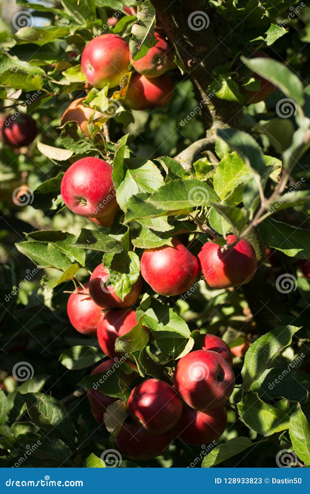 Idared apples on tree stock image. Image of plant, foliage - 128933823