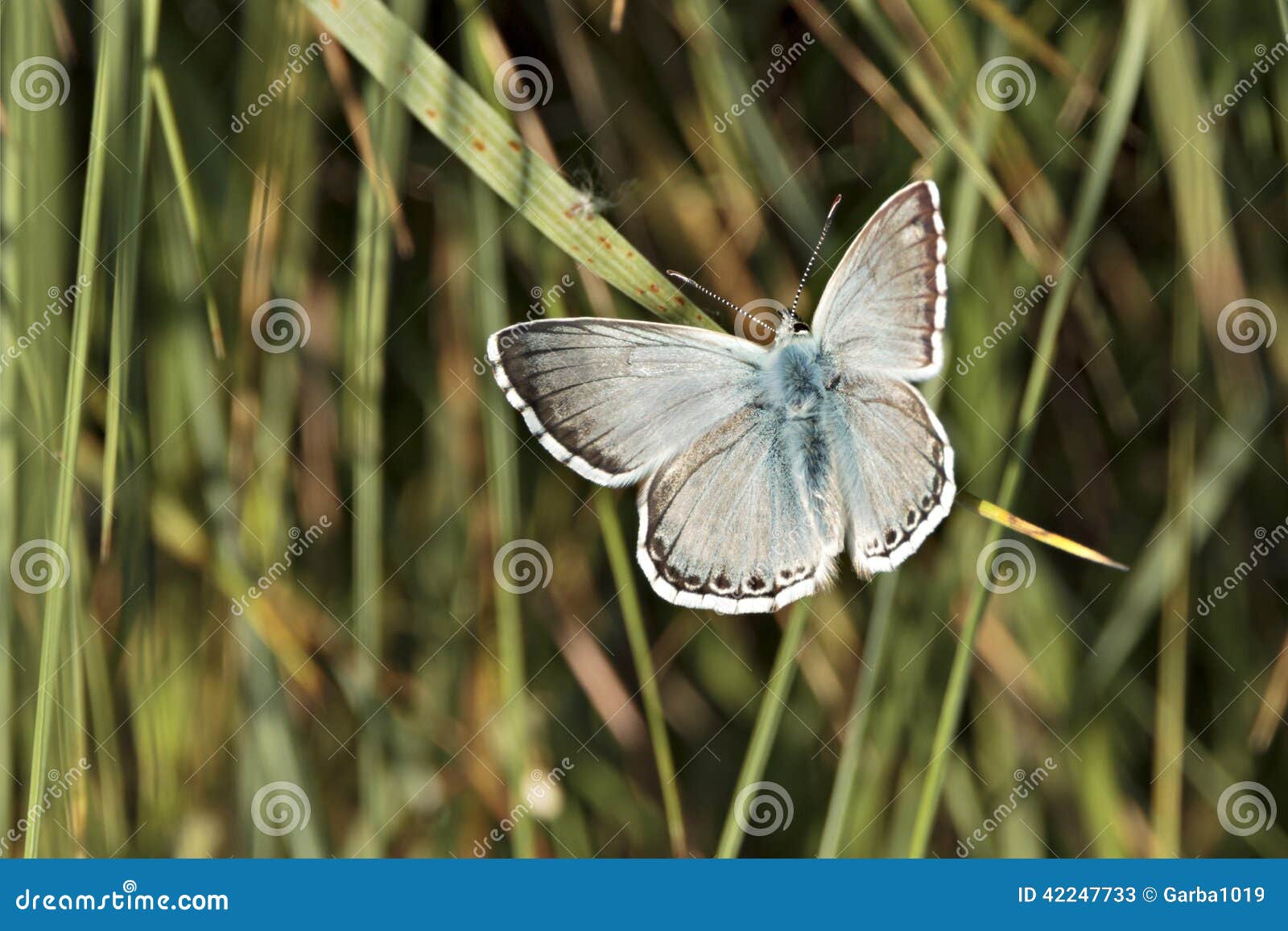 Idas Blue stock image. Image of environment, insect, beautiful - 42247733