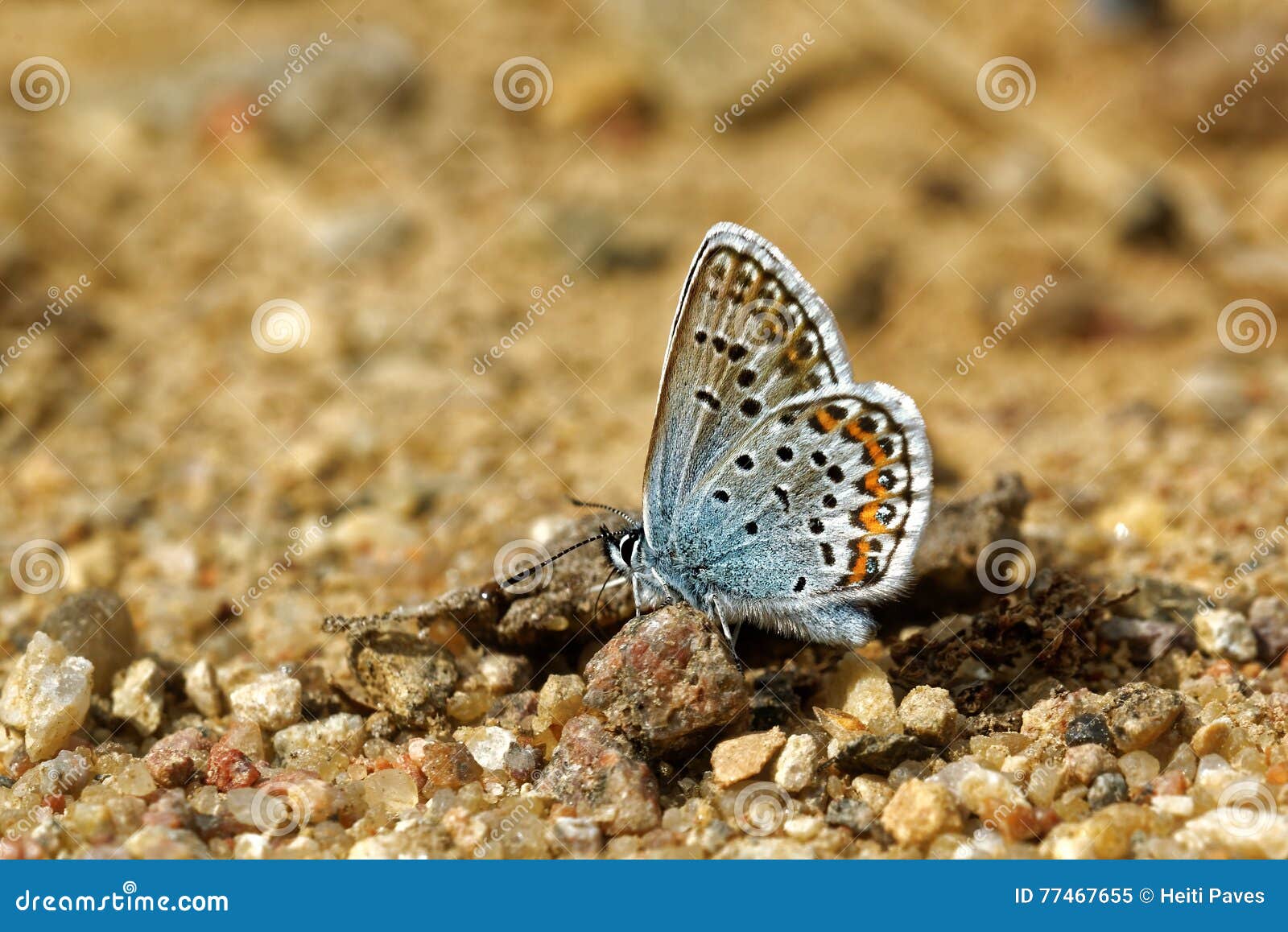 Idas Blue stock image. Image of lepidoptera, faceted - 77467655