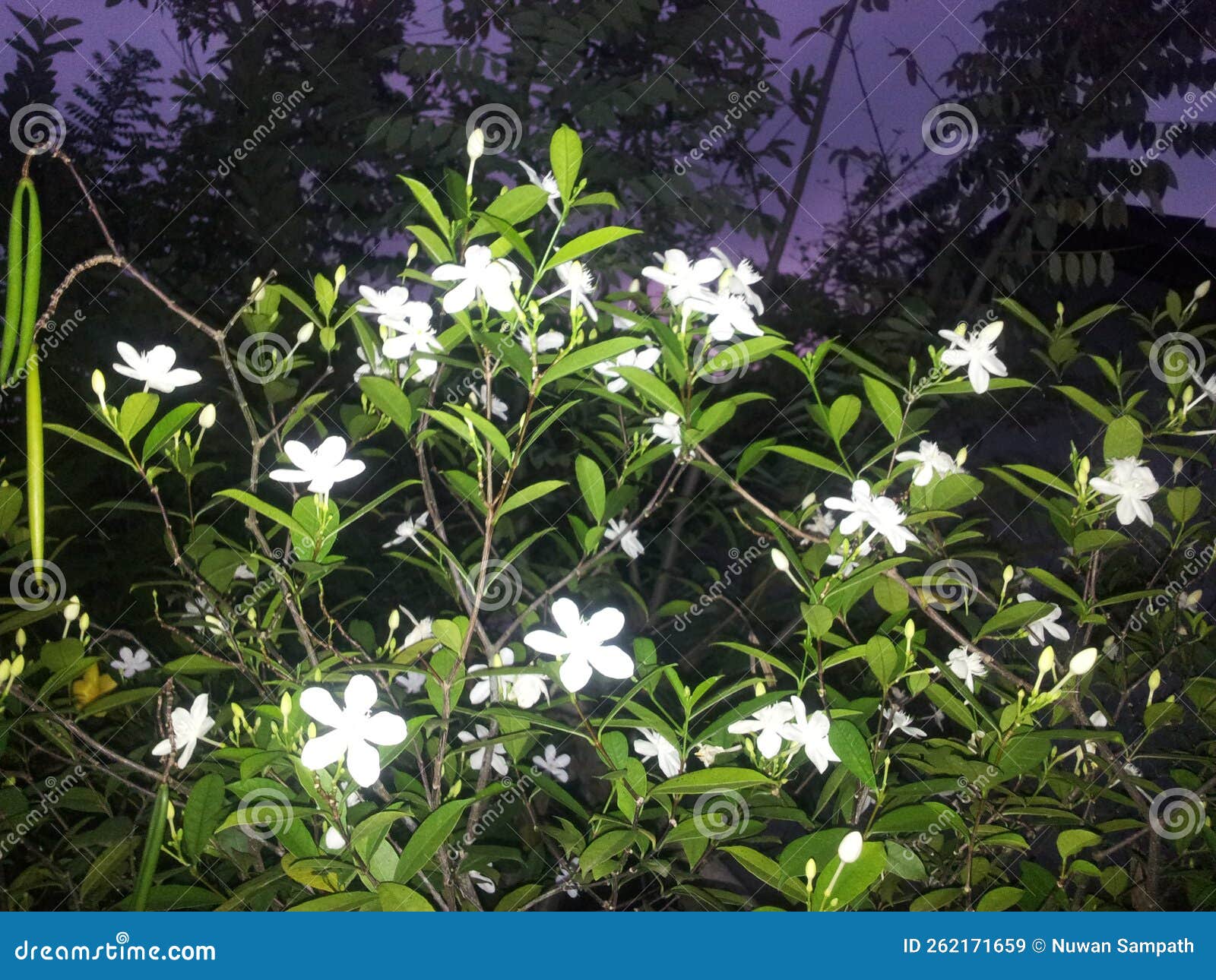 Idda Flower with Sri Lanka Image of Flower, Stock Image - Image of lanka, food: 262171659