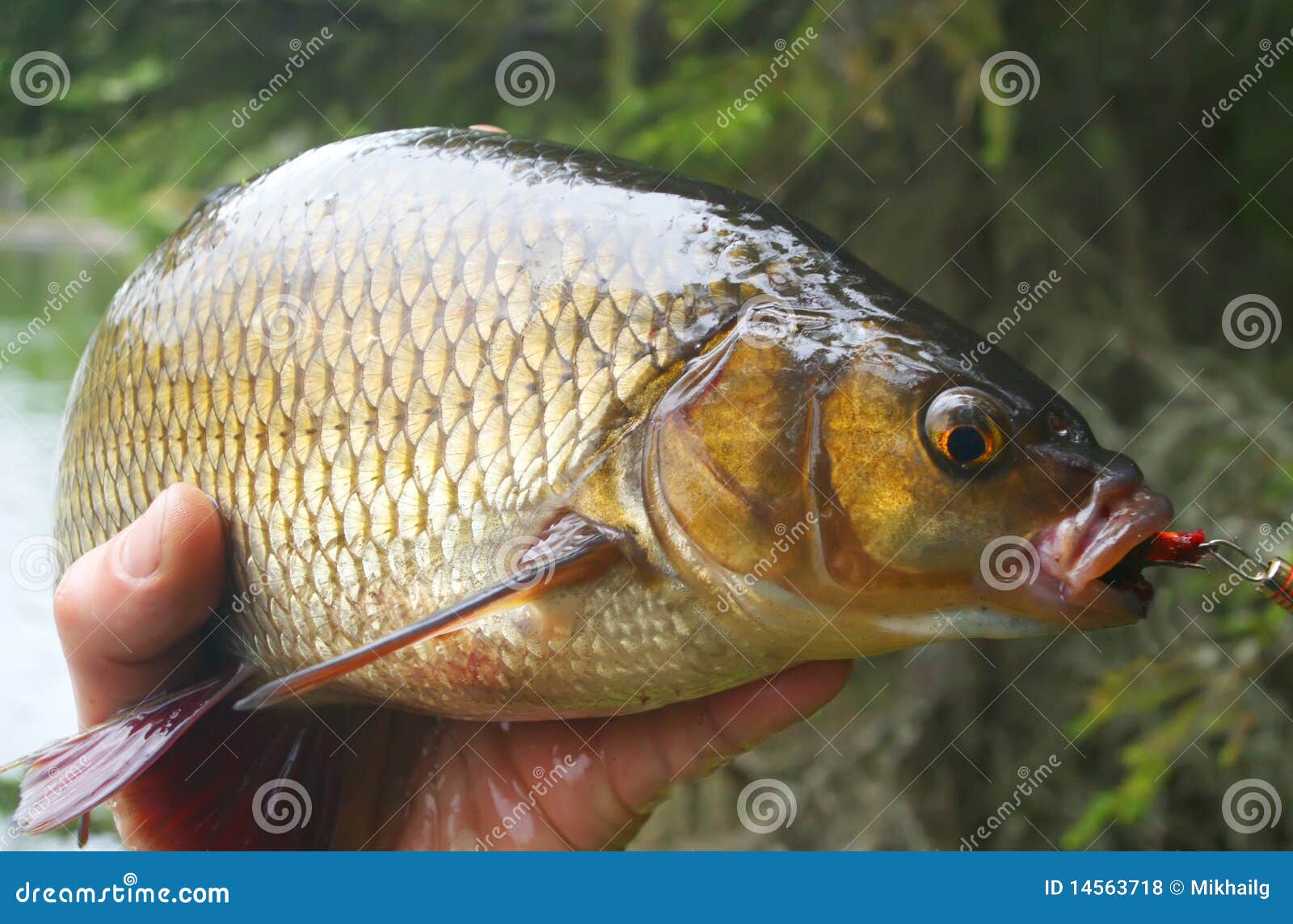 Ide stock photo. Image of cooking, colour, releasing - 14563718