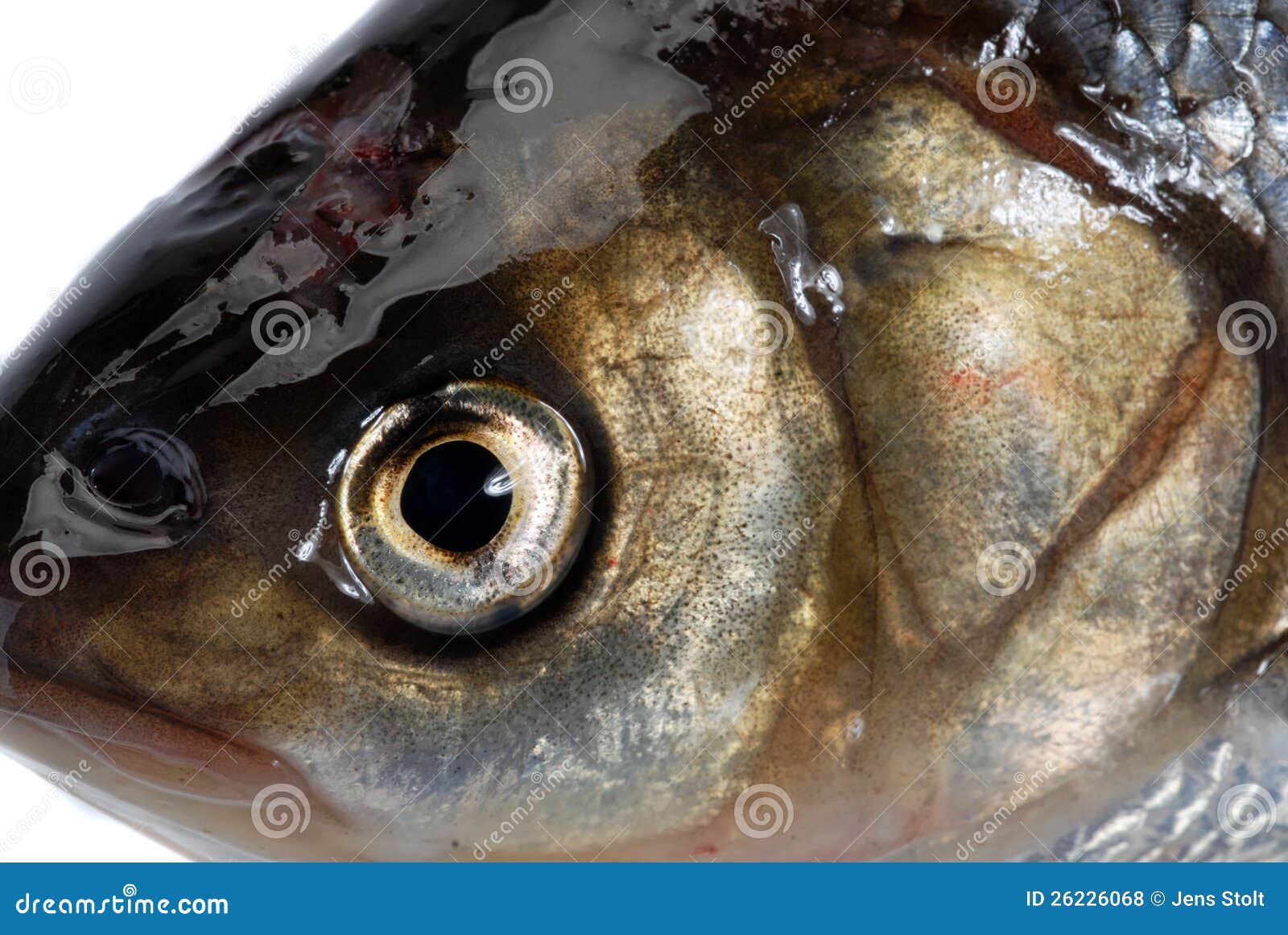 Ide fish stock photo. Image of fish, scales, nutrition - 26226068