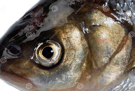 Ide fish stock photo. Image of fish, scales, nutrition - 26226068