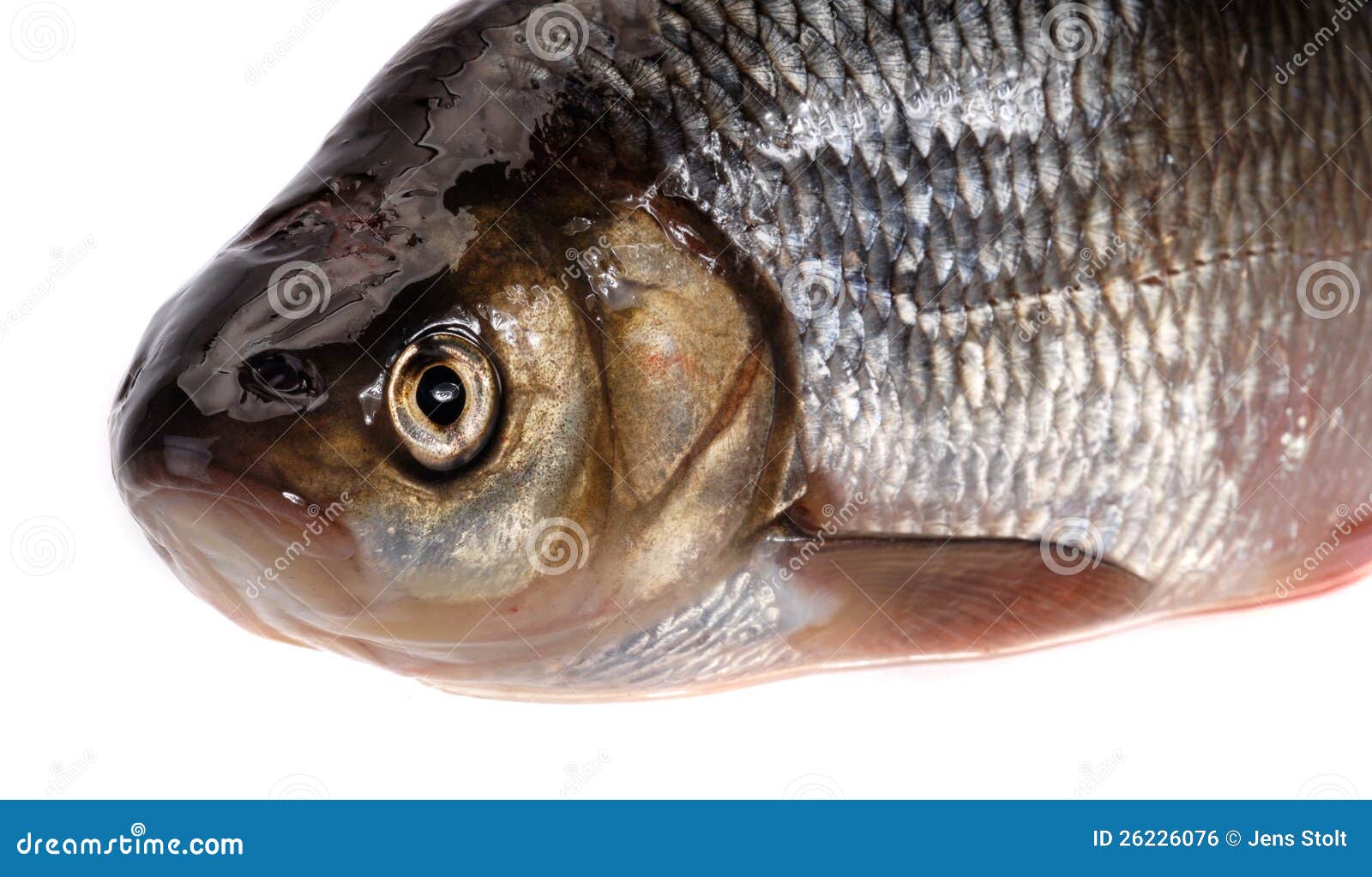 Ide fish stock photo. Image of angling, catch, mouth - 26226076