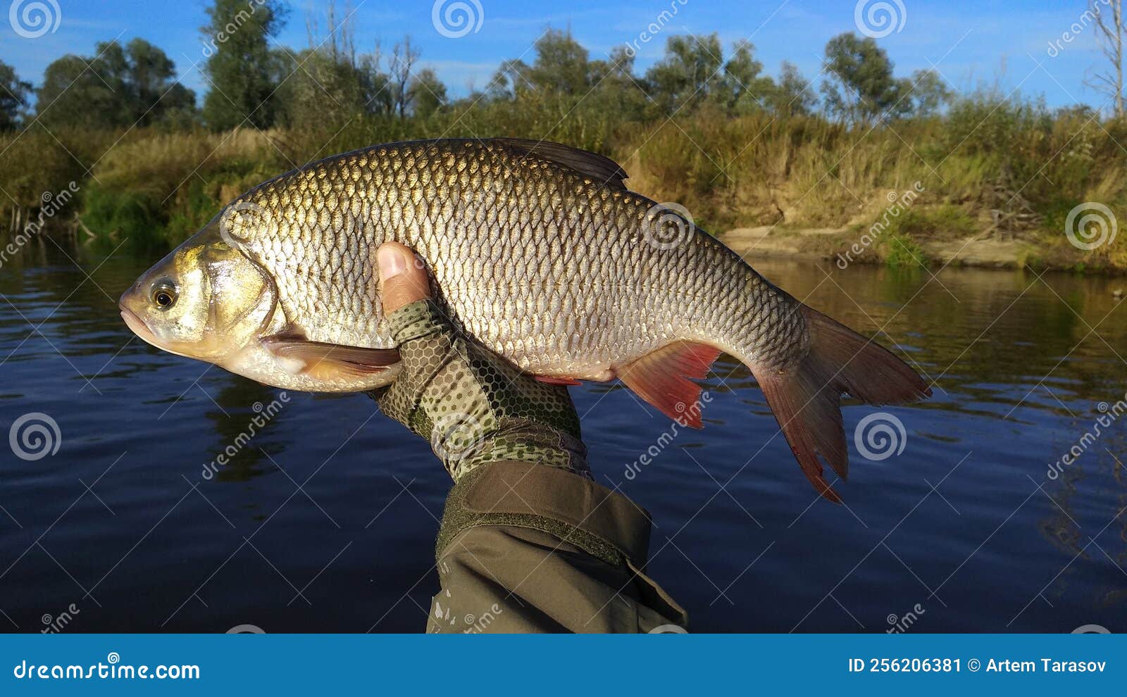 Ide Fish in the Hands of the Angler. Stock Image - Image of clous, hand ...
