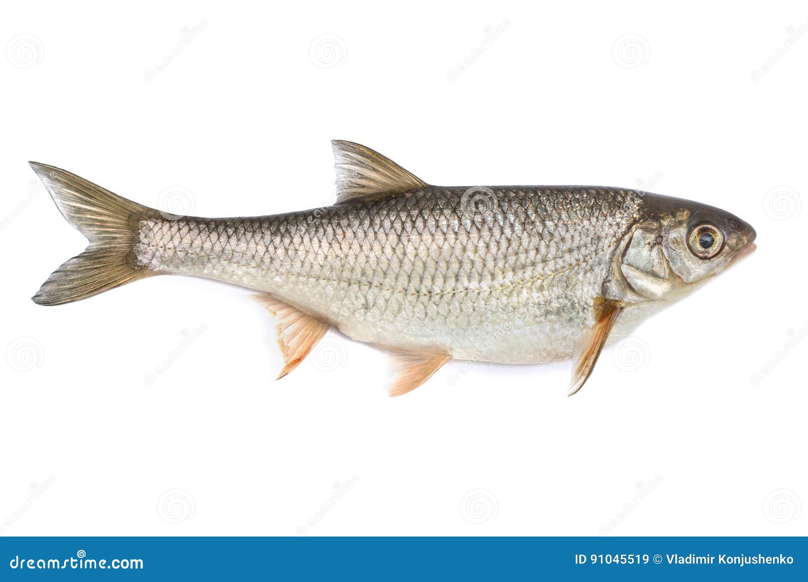 Ide stock image. Image of tail, vertebrate, object, wildlife - 91045519