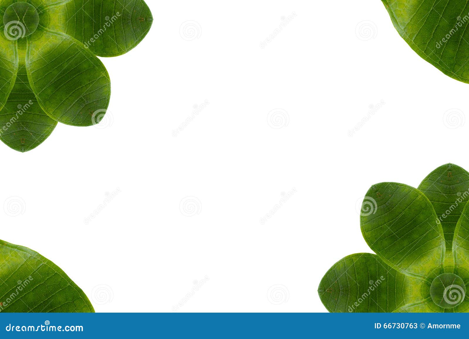 Idea form leaf. stock image. Image of floral, abstract - 66730763