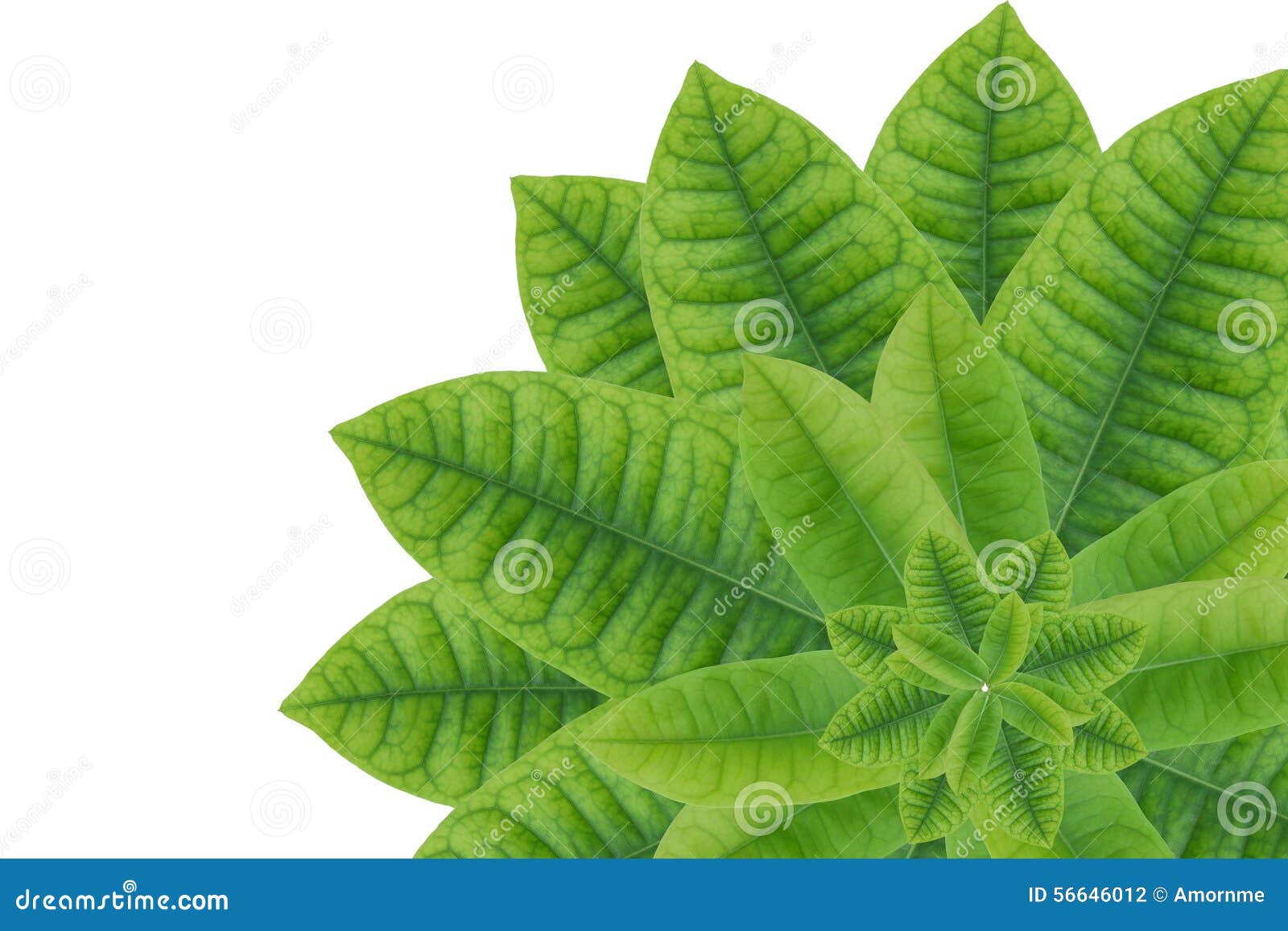 Idea form leaf. stock photo. Image of floral, business - 56646012