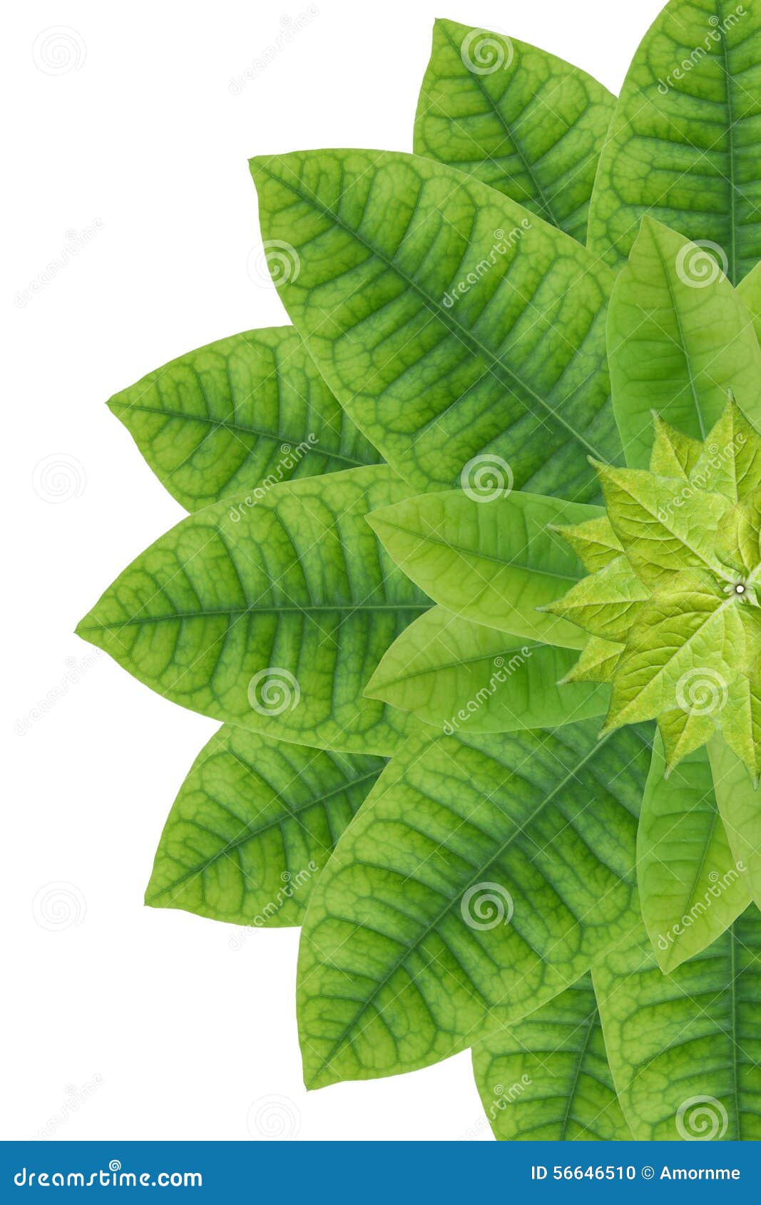 Idea form leaf. stock photo. Image of form, area, background - 56646510
