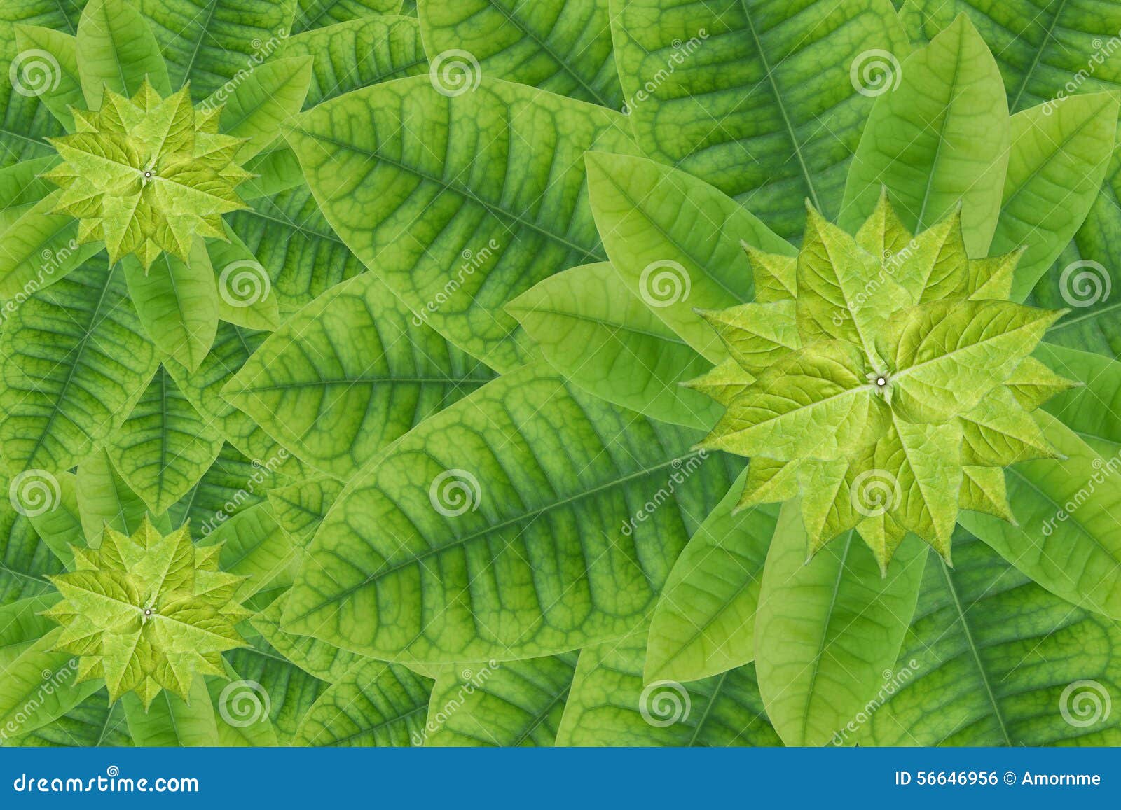 Idea form leaf. stock photo. Image of leaf, element, grow - 56646956