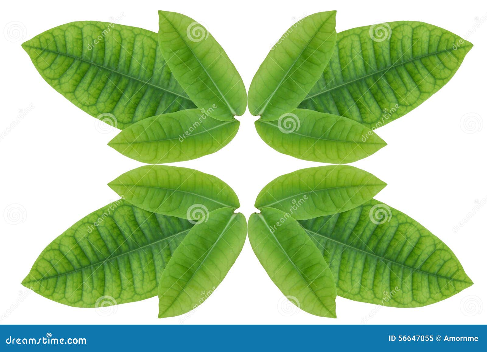 Idea form leaf. stock image. Image of garden, idea, growing - 56647055