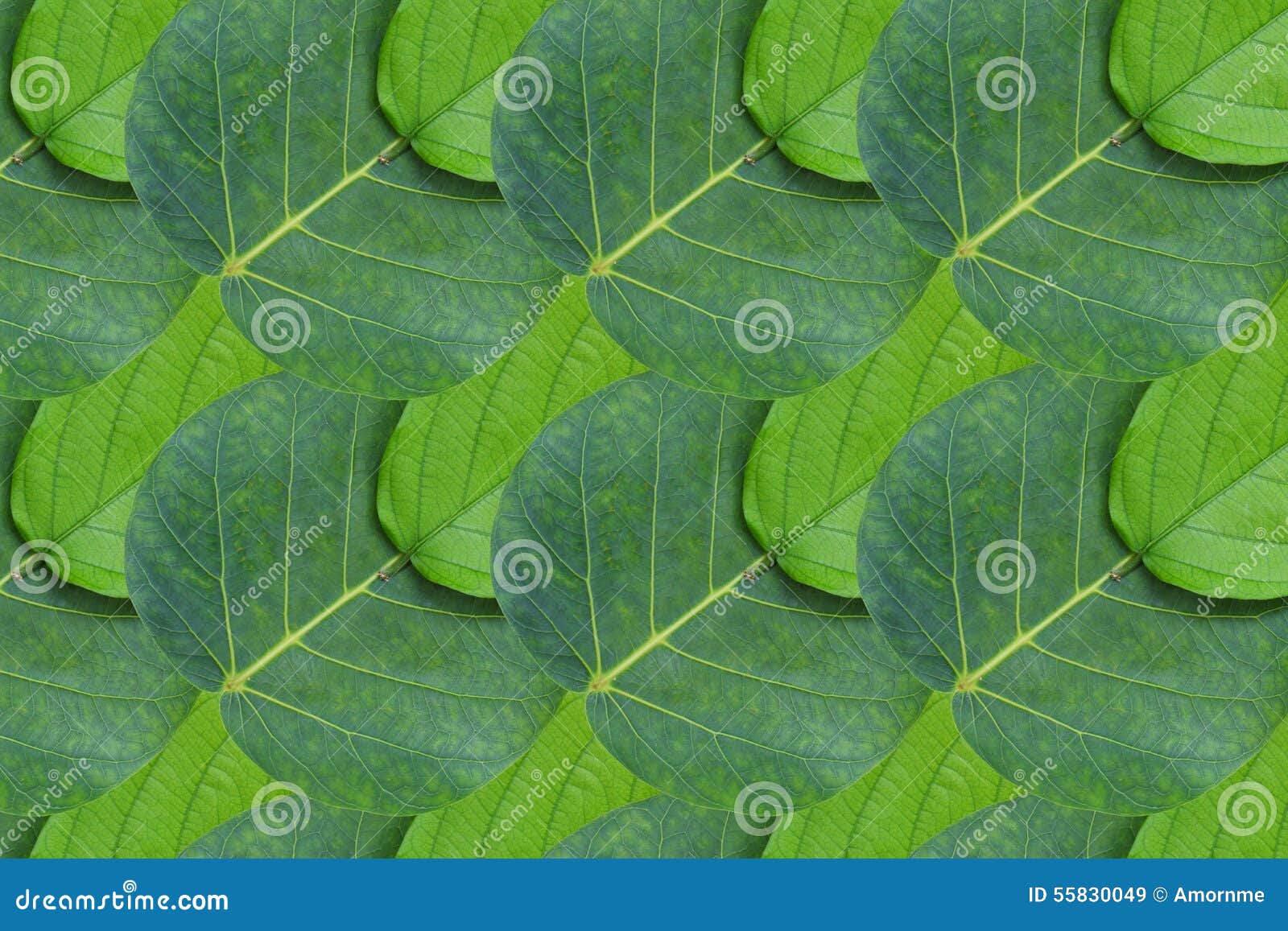 Idea form leaf. stock image. Image of climbing, growing - 55830049