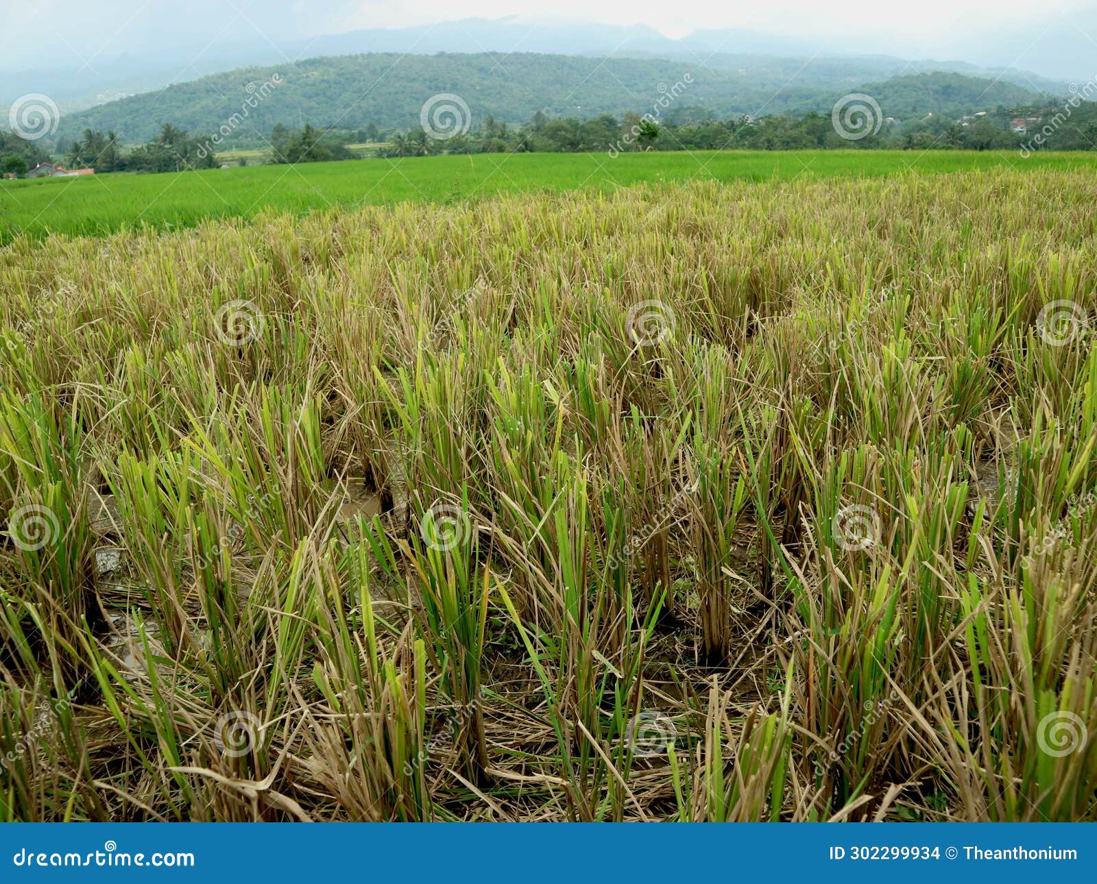 Rice Field Embankments, Roads between Agricultural Fields Stock Photo ...