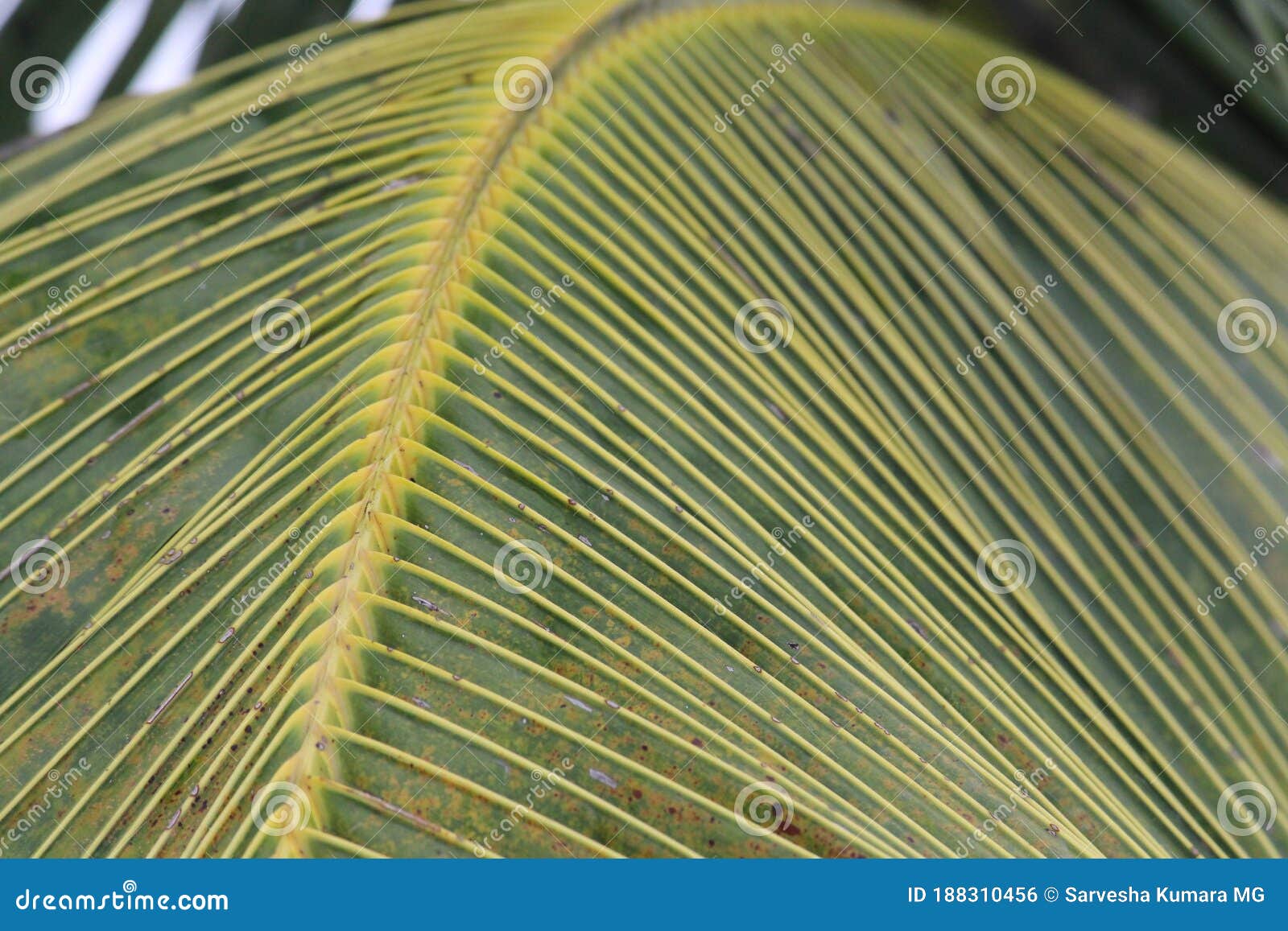 Ideal Structure of a Coconut Leaf. Amazing Pattern of this Green Leaf ...