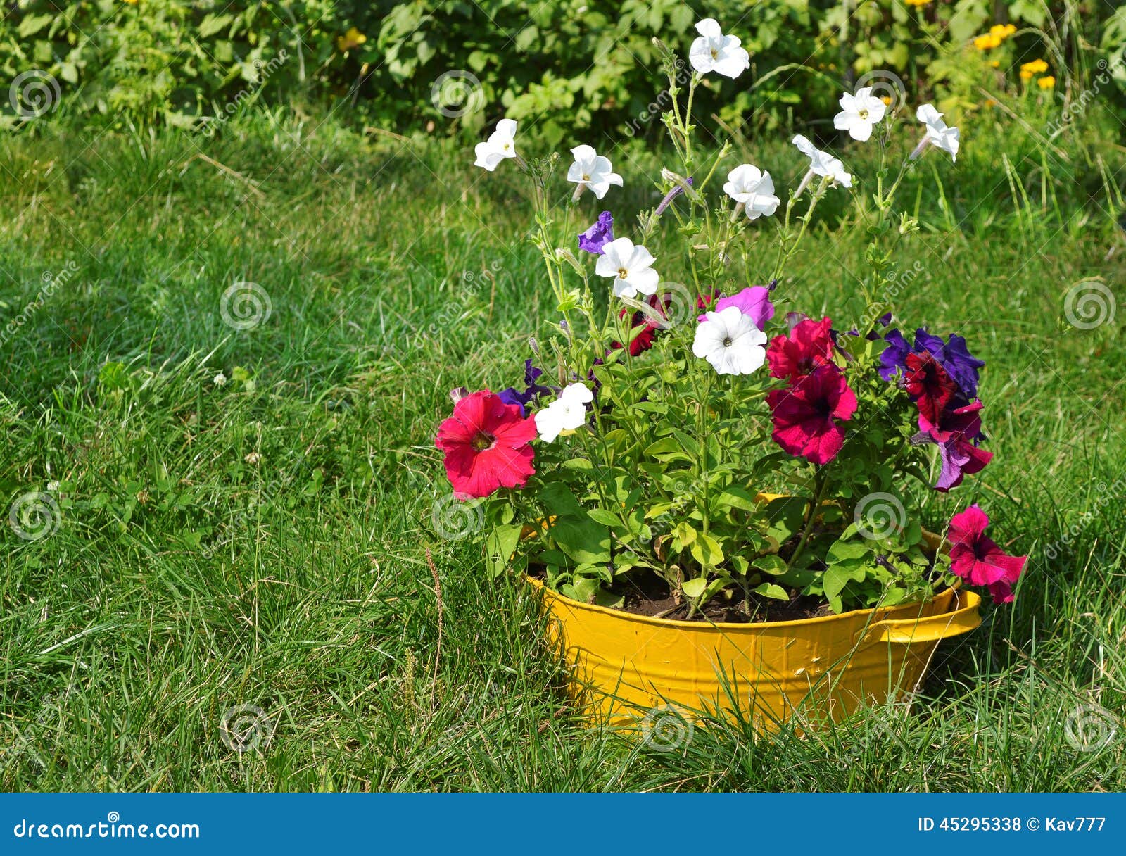 Ideas for Garden - Flowers in Wash-basin Stock Photo - Image of ...