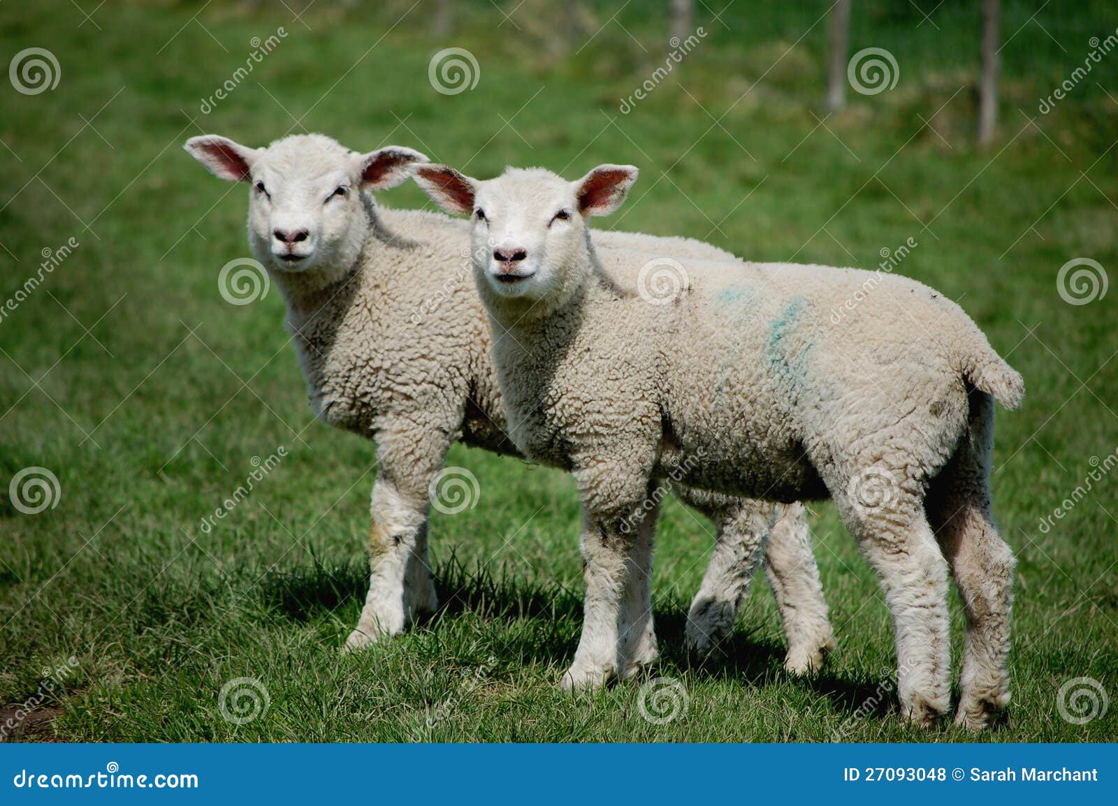 Identical Twin Lambs Side by Side Stock Photo - Image of field, lamb ...