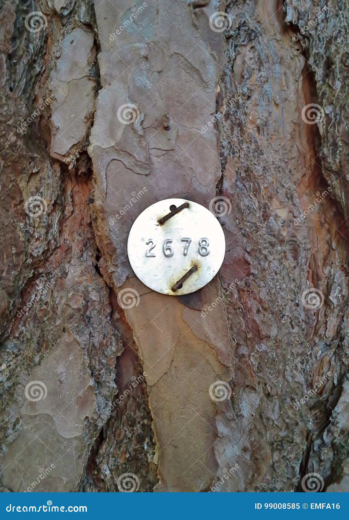 Identification Tag on Scots Pine Tree Stock Image - Image of wood ...
