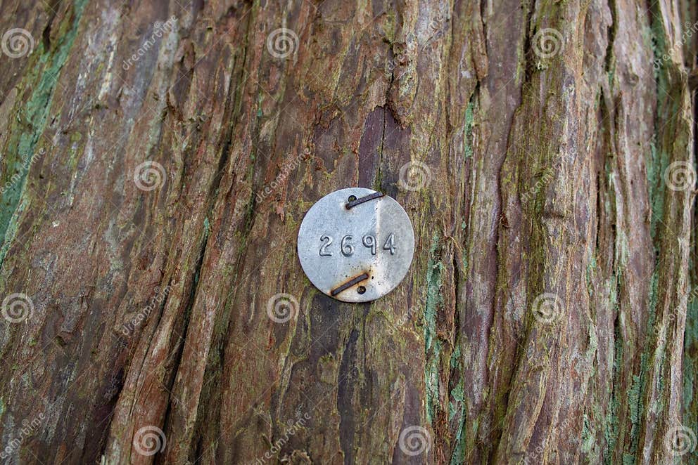Identification Tag on Western Red Cedar Tree Stock Photo - Image of ...