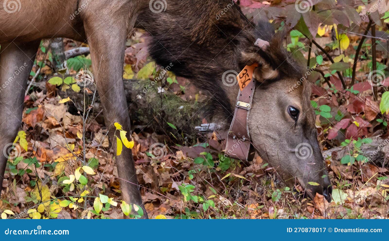 Identification Tags and Monitoring Transmitters Worn by an Elk in the ...