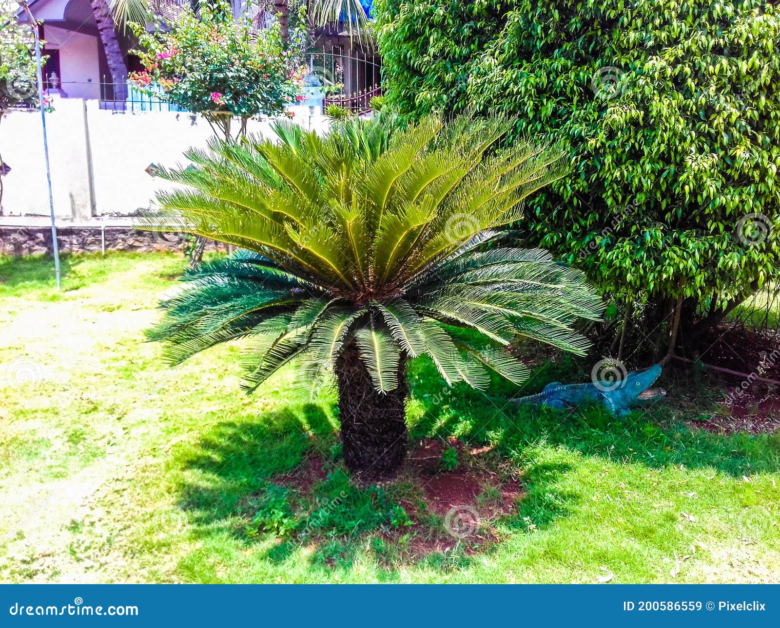 Identify the Alligator Hiding Behind the Shadows of Trees. Stock Image ...