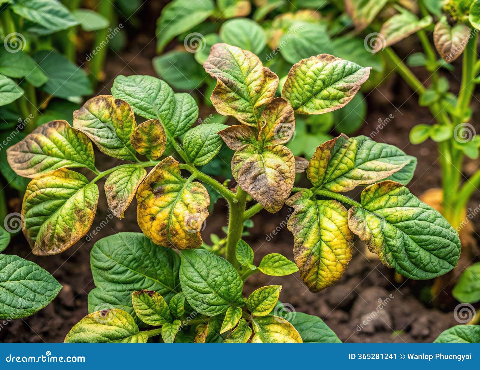 Identifying And Controlling Late Blight On Potato Plants A ...