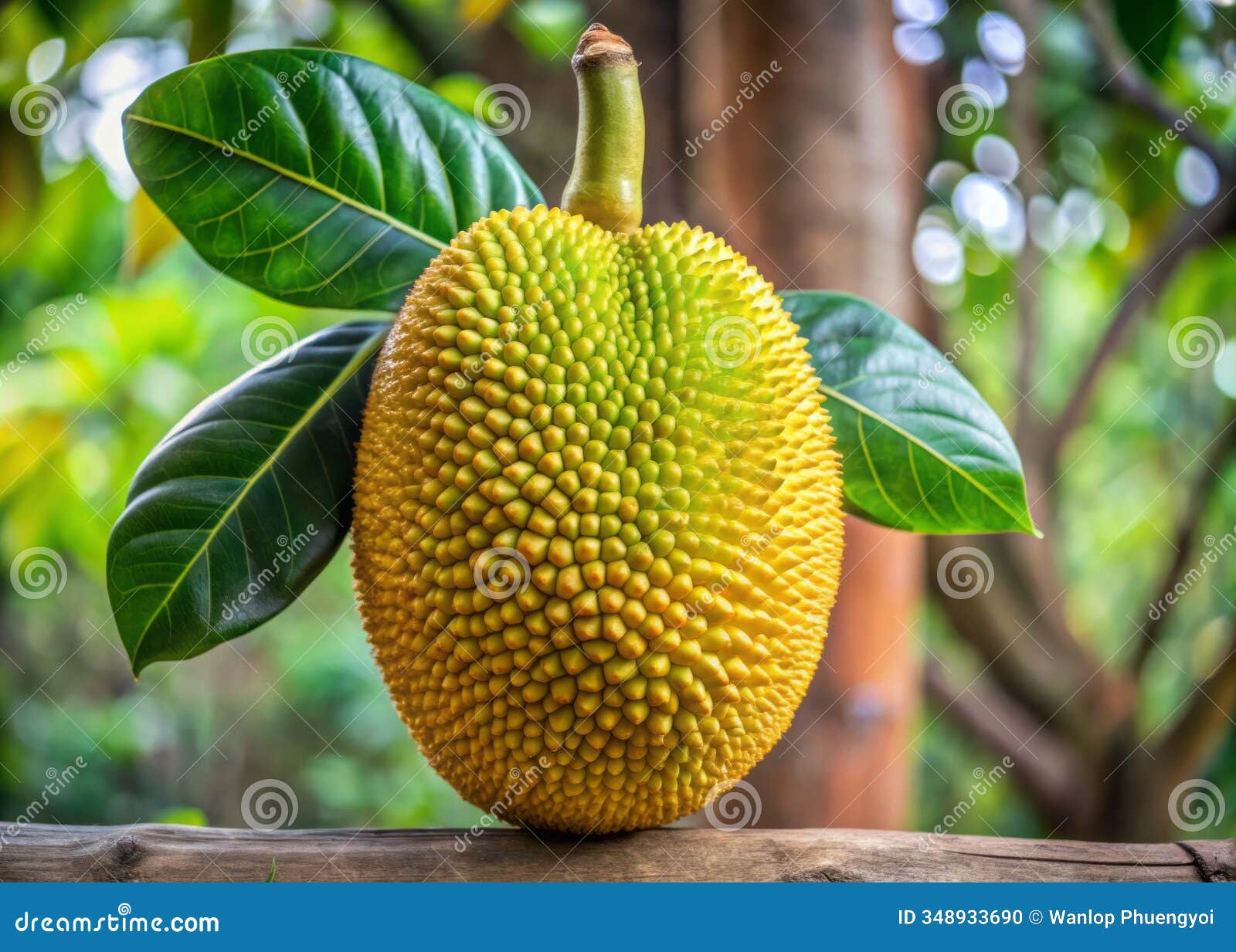 Identifying a Ripe Jackfruit: Texture, Aroma, and Visual Cues for ...