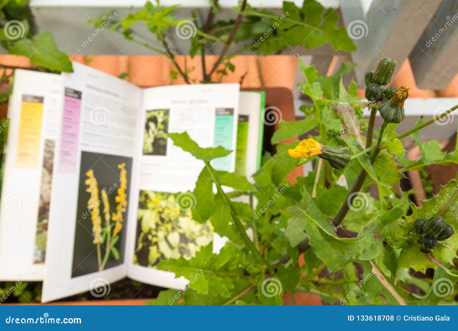 Identifying Wild Flower with Botany Field Guide Stock Photo - Image of ...