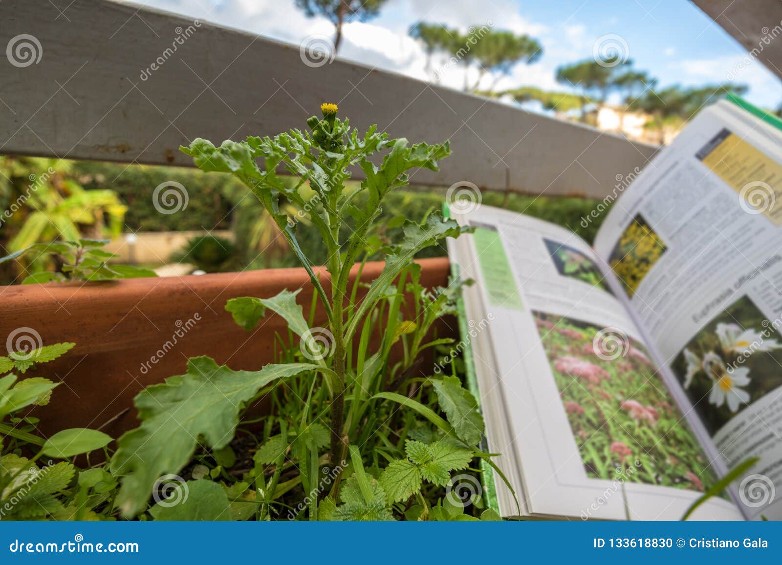 Identifying Wild Flower with Botany Field Guide Stock Photo - Image of ...