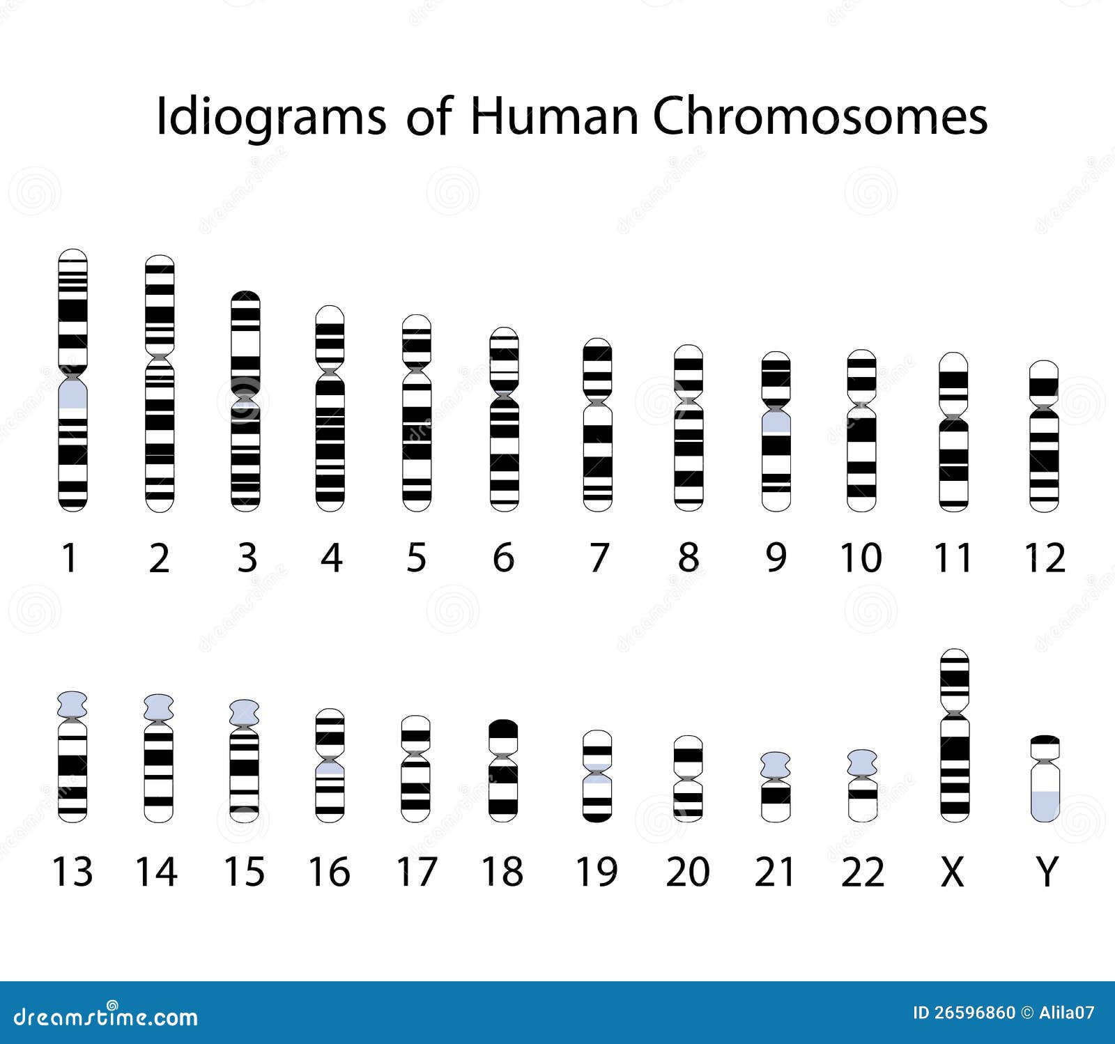 Idiograma Humano Do Cromossoma Ilustração do Vetor - Ilustração de ...