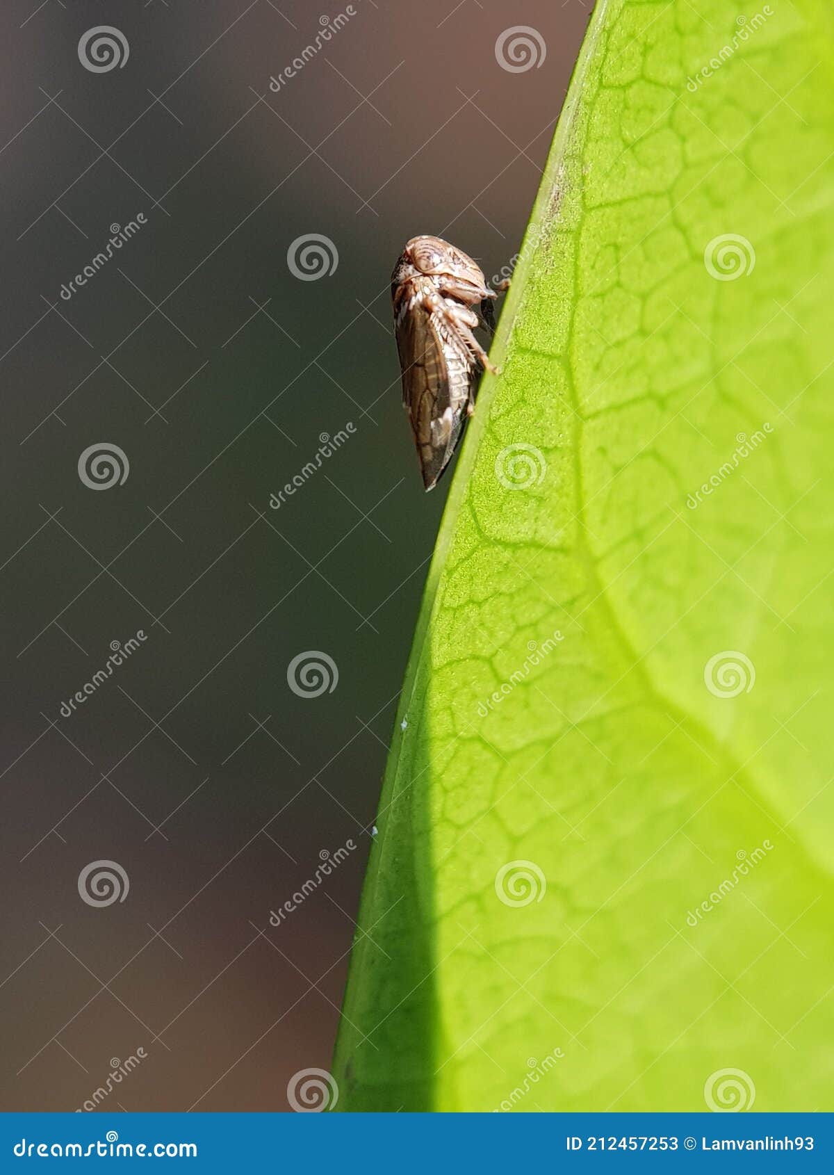 Idioscopus Clypealis Mango Leaf Hopper Stock Image - Image of ...