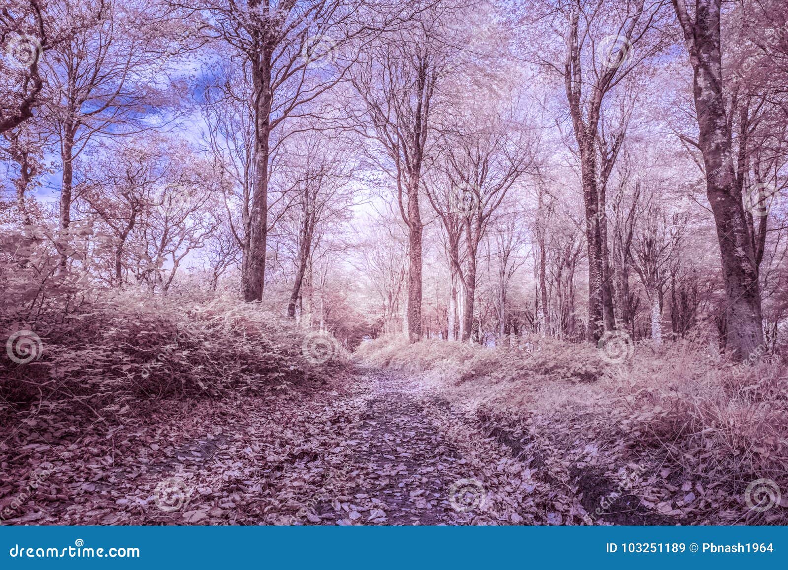 Idless Woods Infrared Autumn Stock Image - Image of leaf, idless: 103251189