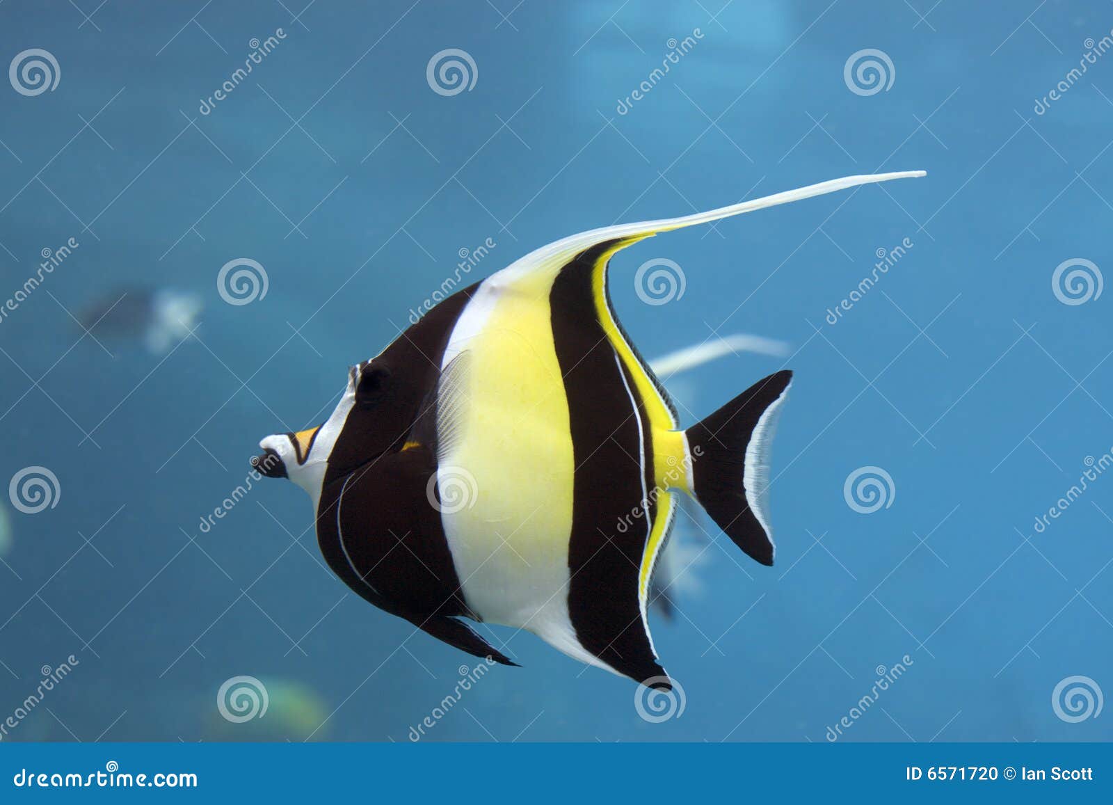 Idofish stock foto. Image of water, streep, aqua, kieuw - 6571720