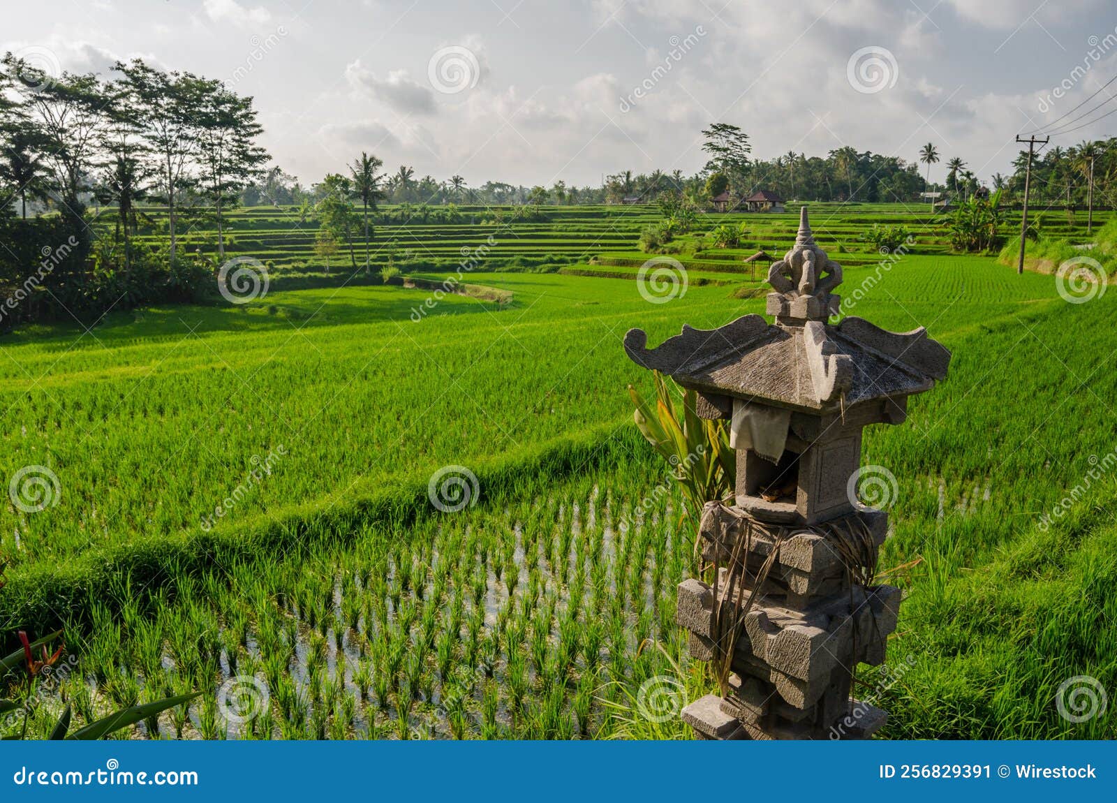 Idol in a rice field stock image. Image of clouds, idol - 256829391
