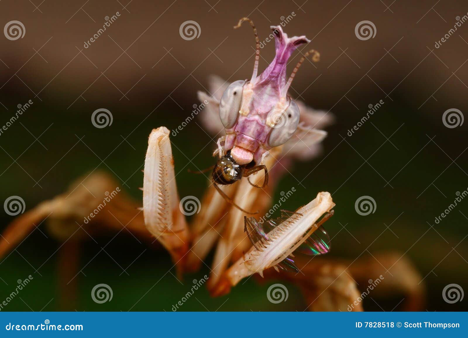 Idolomantis 2nd instar stock photo. Image of macro, nature - 7828518