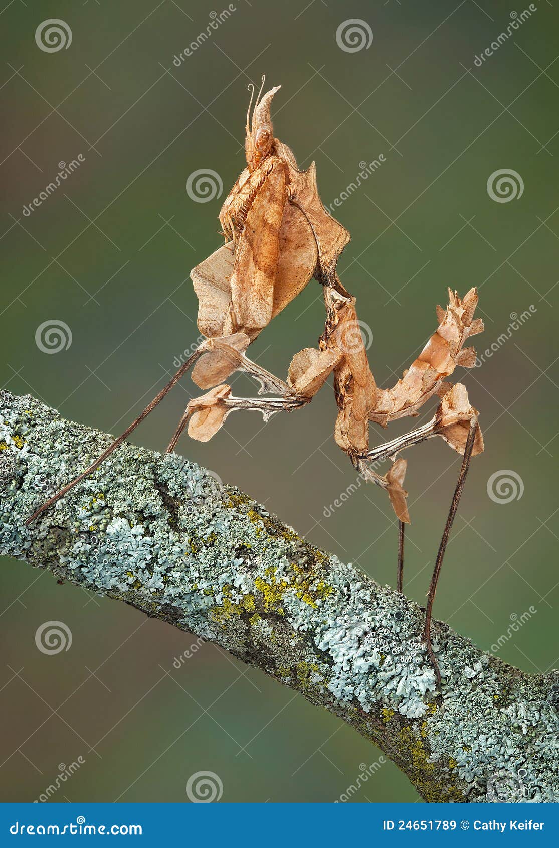 Idolomantis Diabolica on Branch Stock Image - Image of wildlife, nature ...