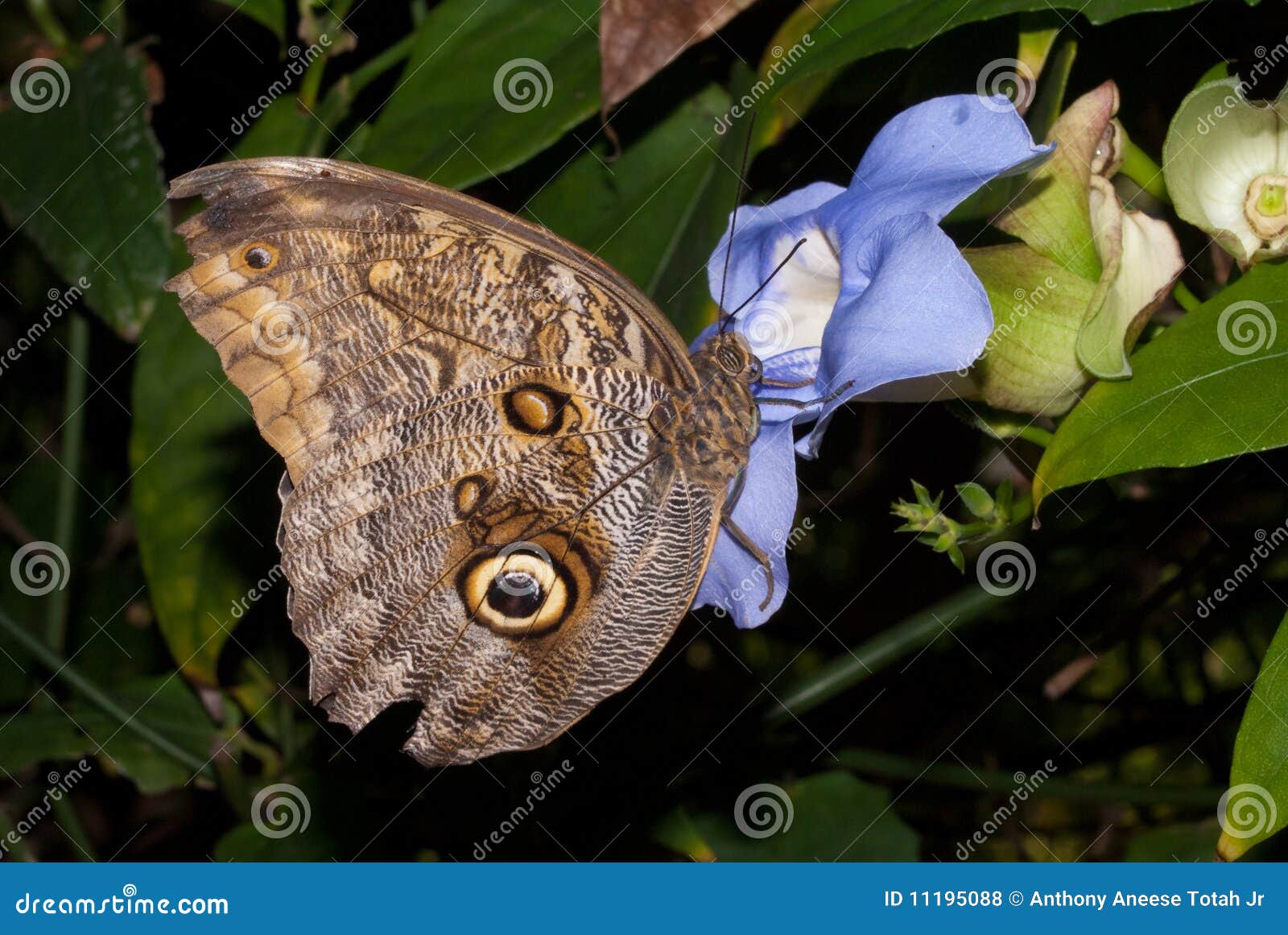 Idomeneus Giant Owl (Caligo Idomeneus) Stock Photo - Image of garden ...