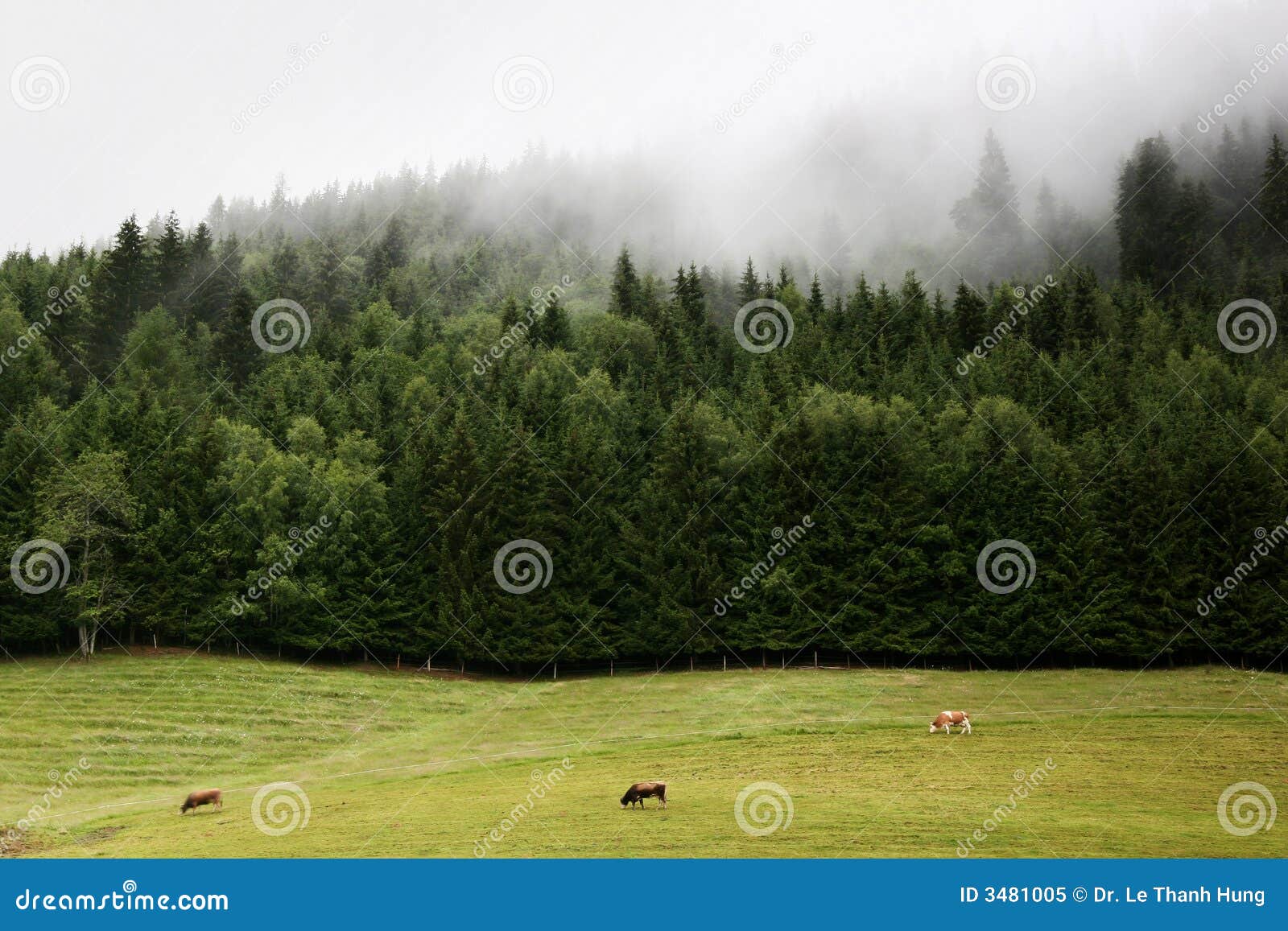 Idyll morning stock image. Image of happiness, mother - 3481005
