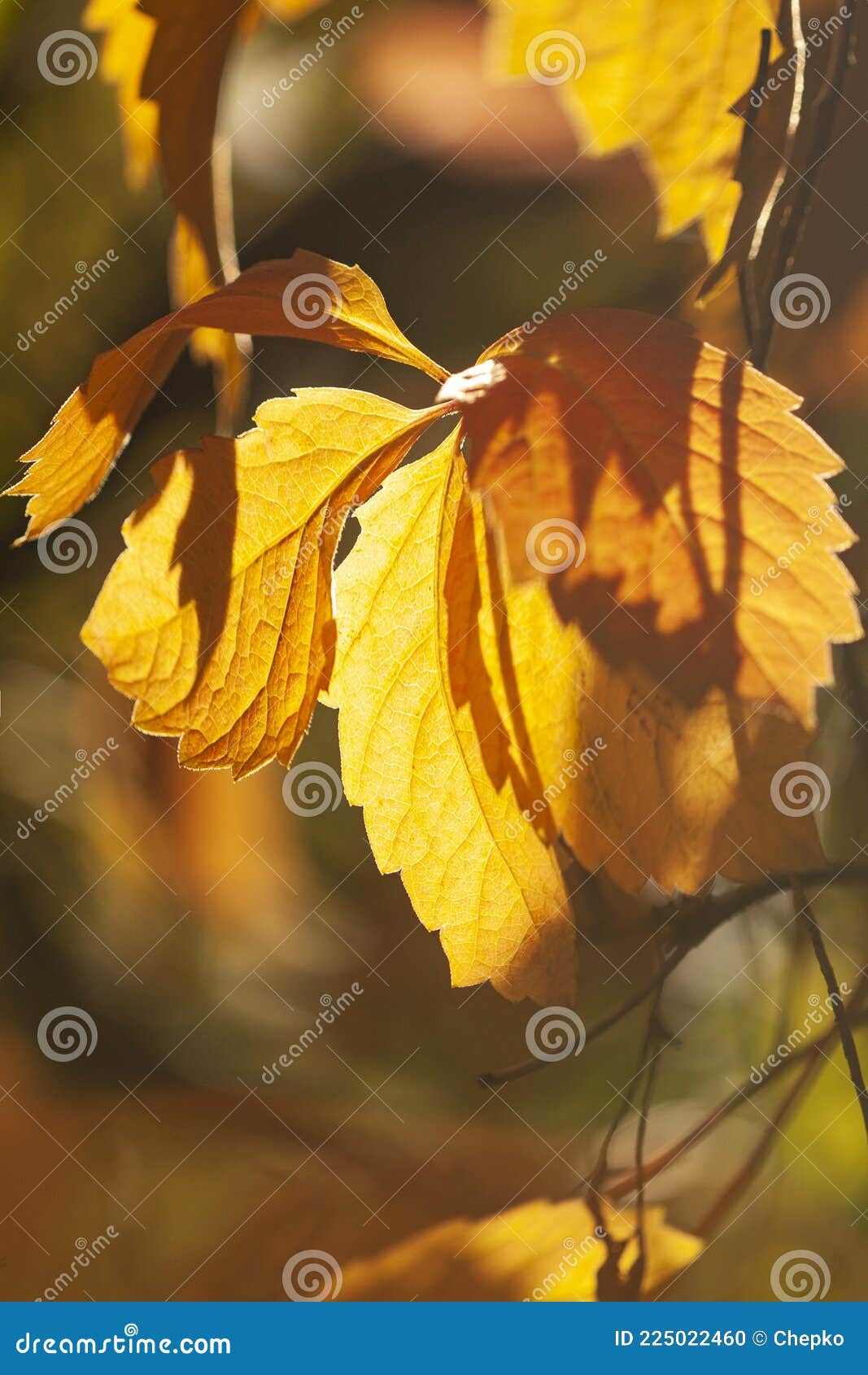 Idyllic Autumn Scene, Falling Leaves Stock Photo - Image of bright ...