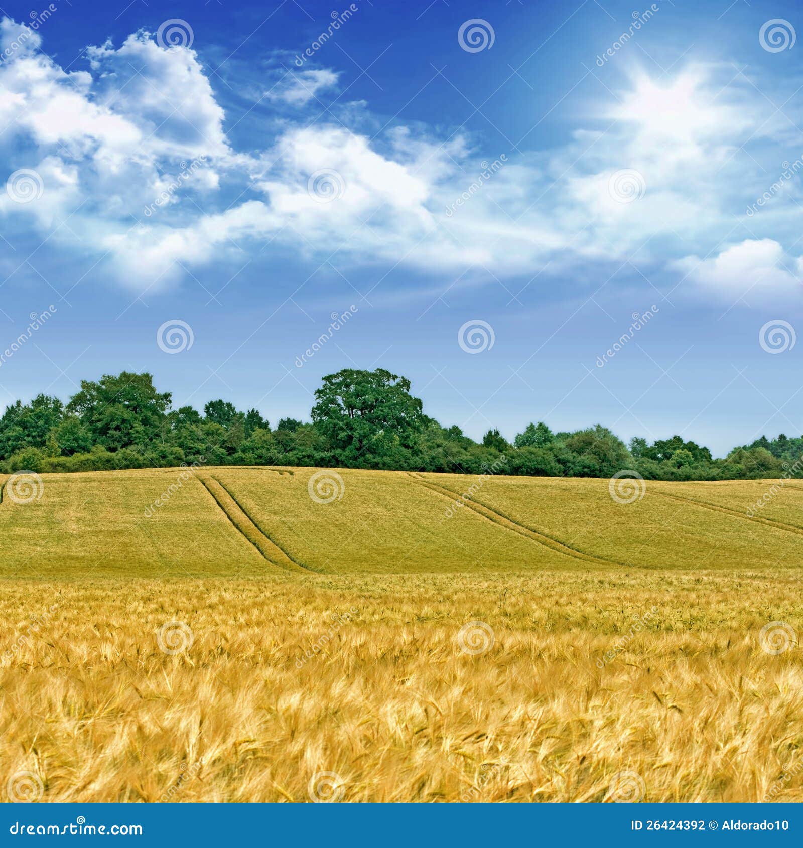Idyllic Cornfield Landscape Stock Photo - Image of cloud, golden: 26424392