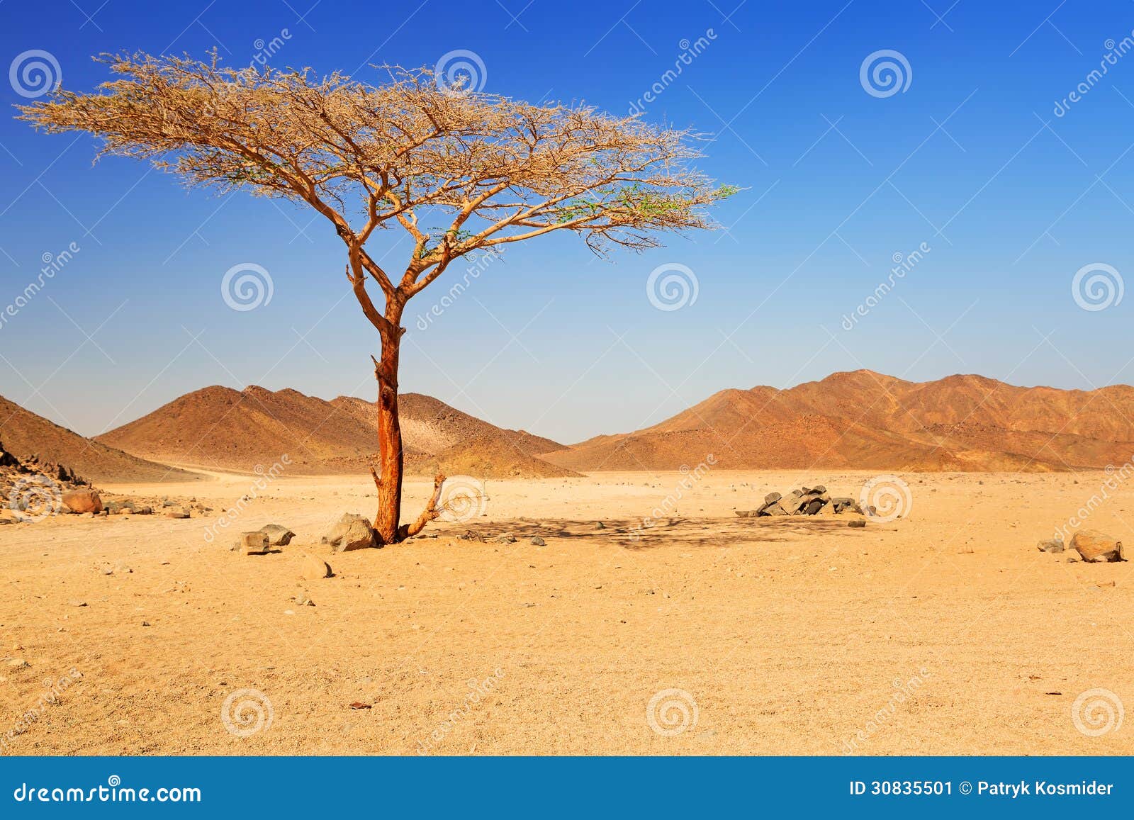 Idyllic Desert Scenery with Single Tree Stock Image - Image of blue ...