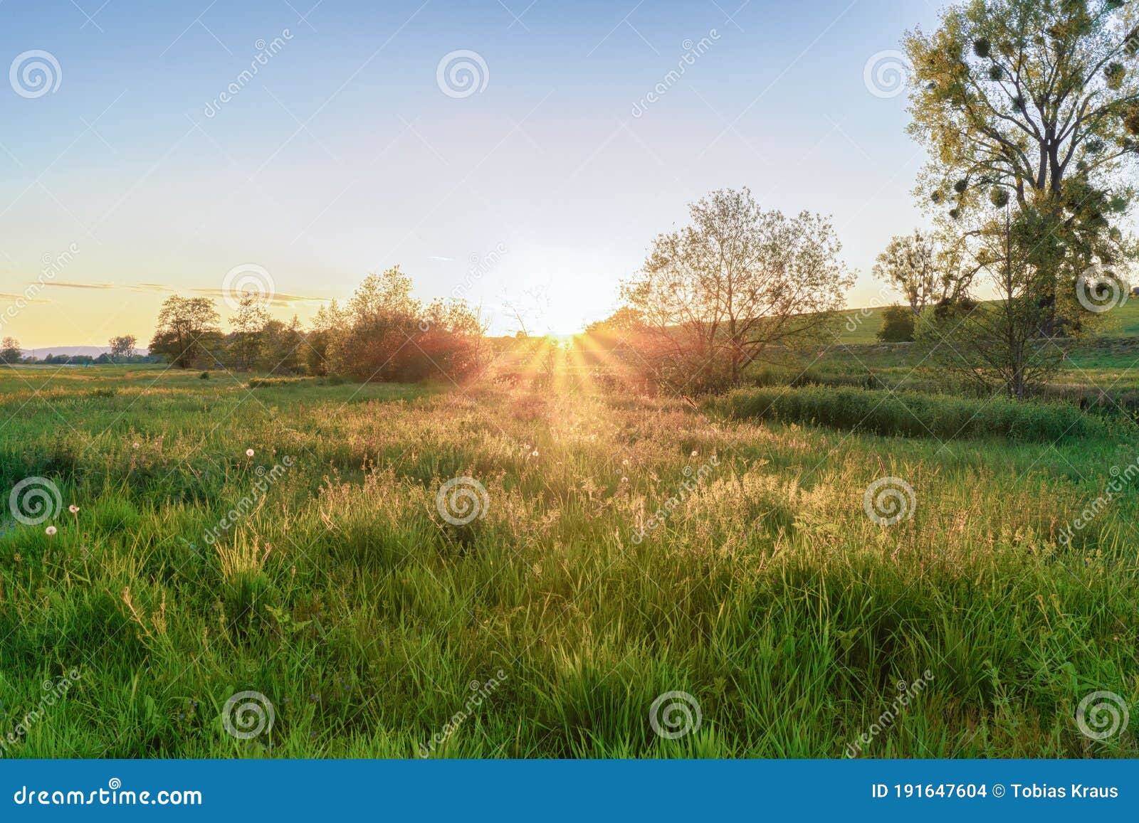 An Idyllic Evening Landscape on a Meadow Field Stock Photo - Image of ...
