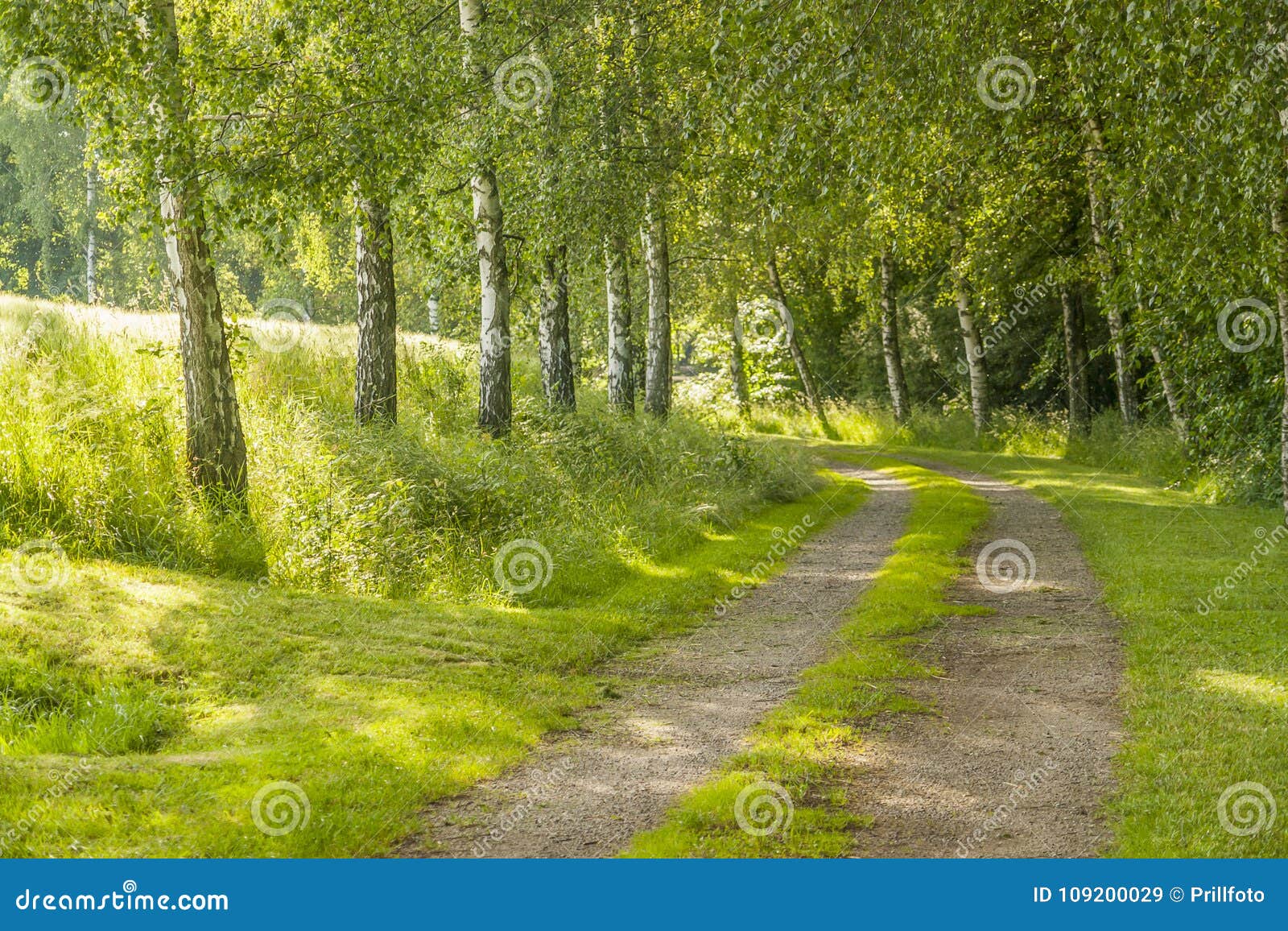 Idyllic field path stock image. Image of farm, light - 109200029