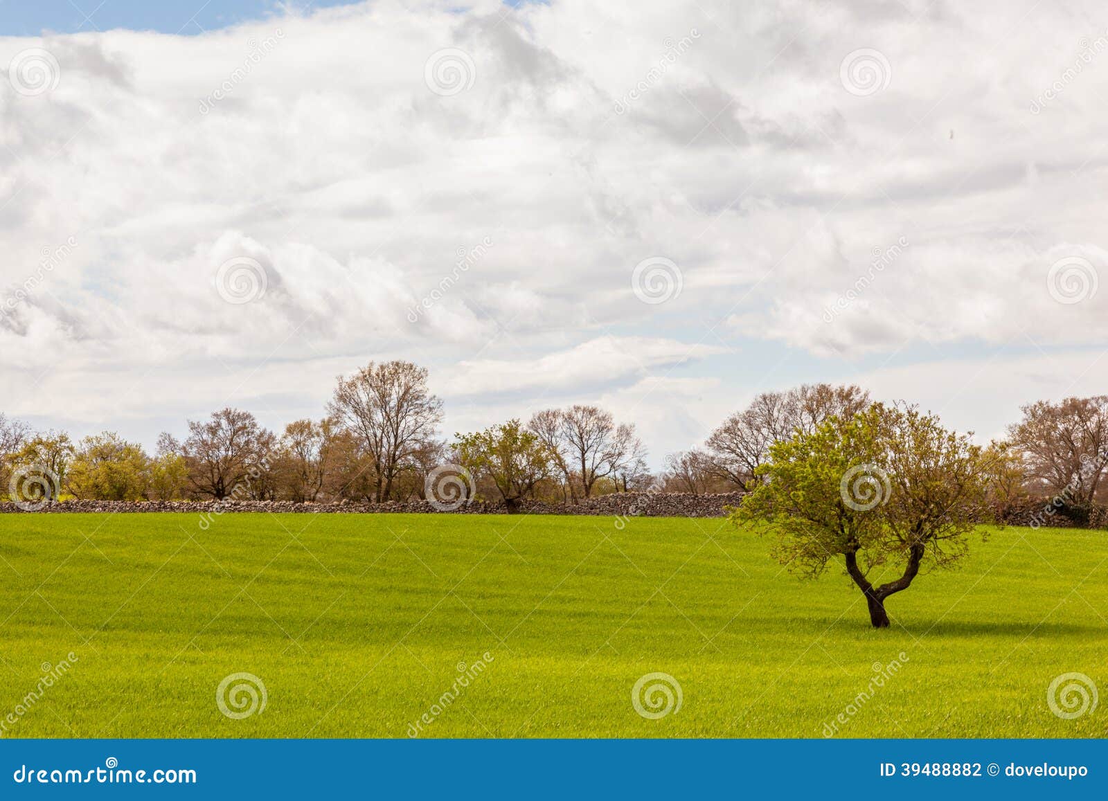 Idyllic field with tree stock photo. Image of clouds - 39488882