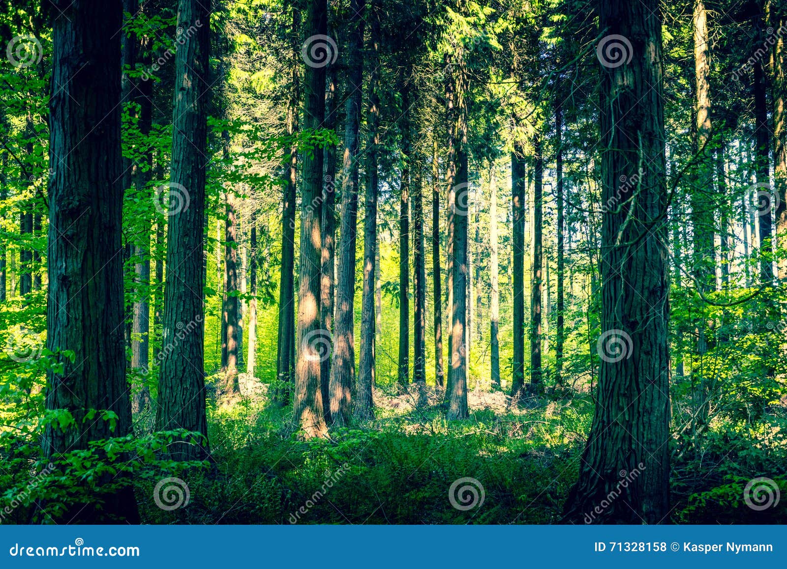 Idyllic Forest with a Clearing Stock Photo - Image of leaves ...