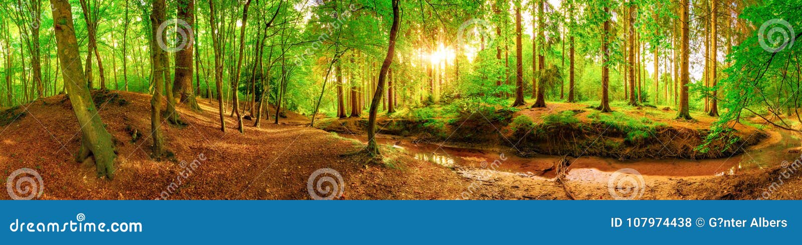 Idyllic forest in Germany stock photo. Image of clearing - 107974438
