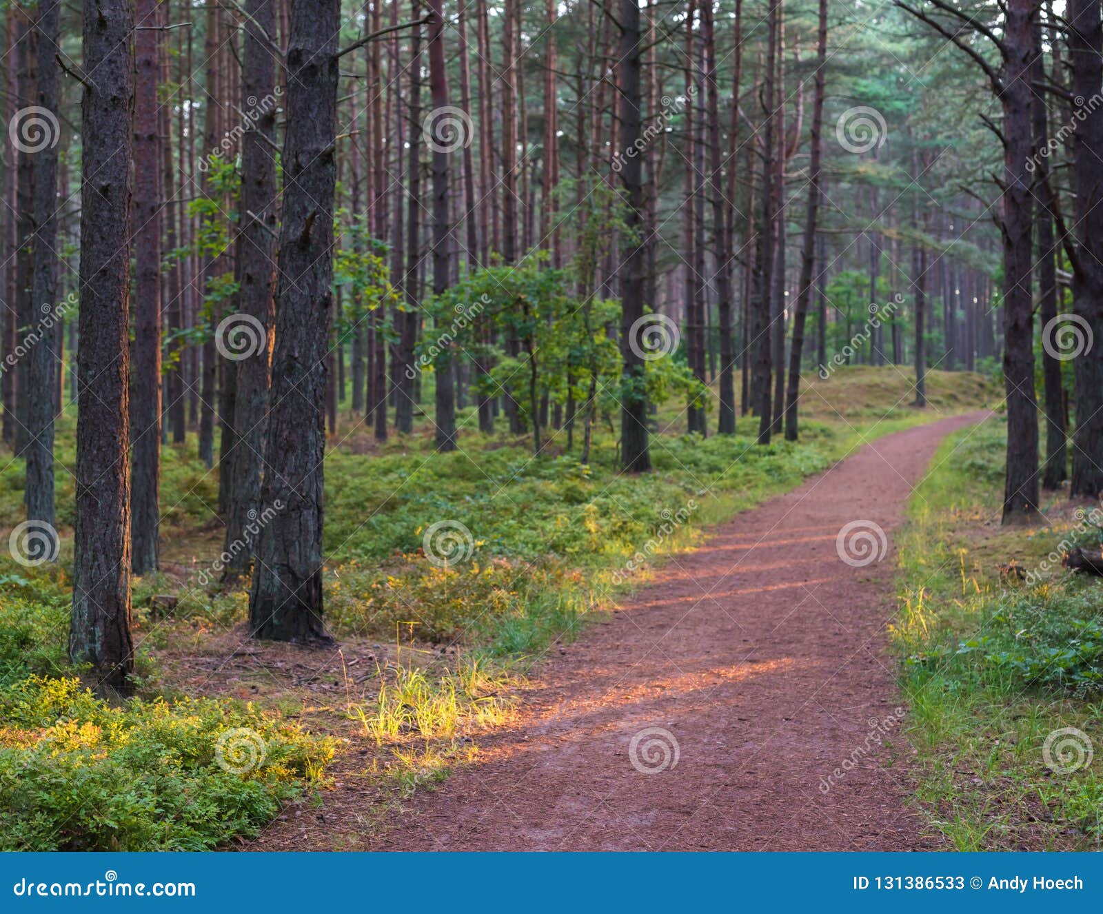 The Idyllic Forest Path in the Morning Stock Image - Image of adventure ...