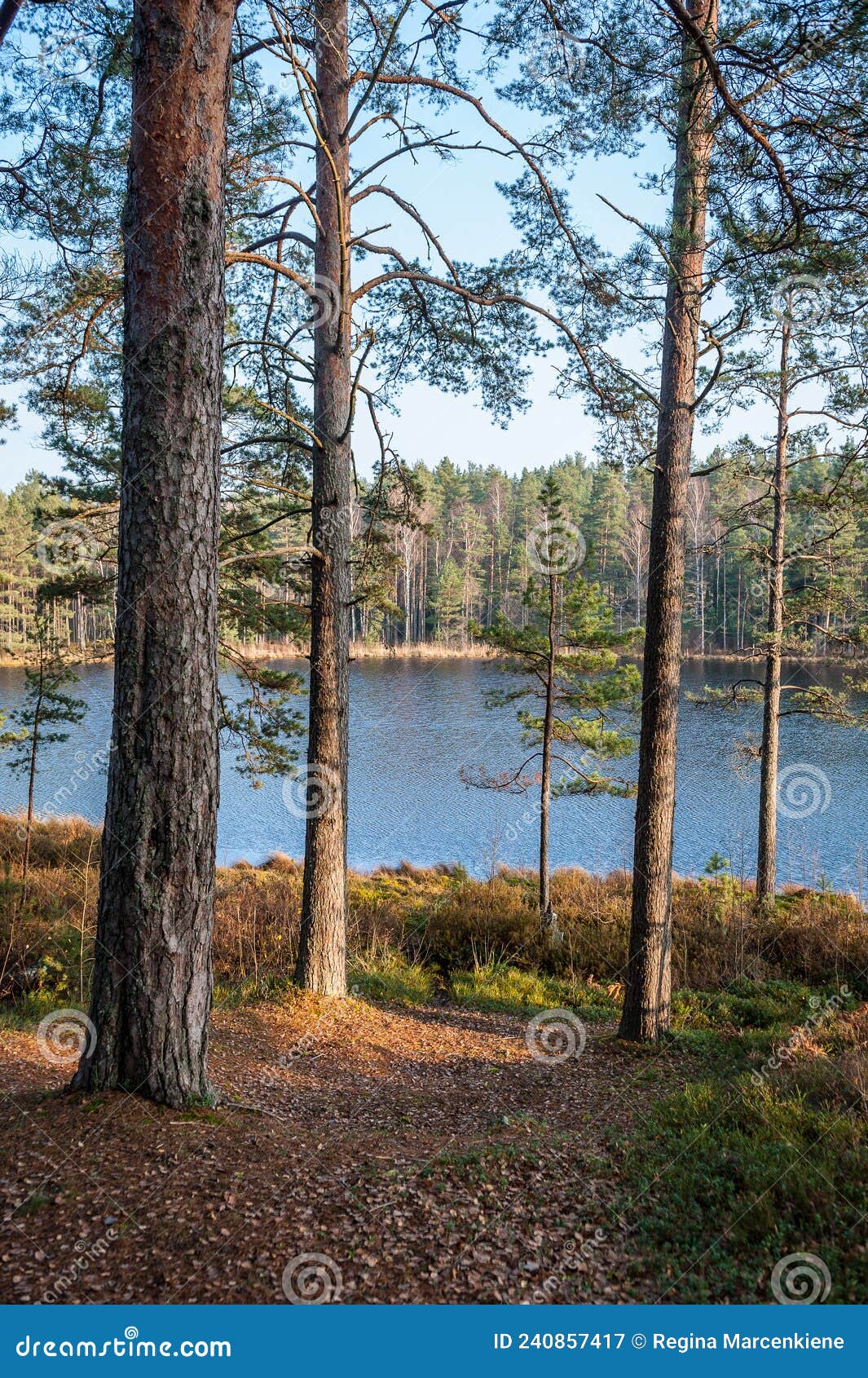 Idyllic Forest Path with Moss on the Ground and Sunbeams between Tall ...